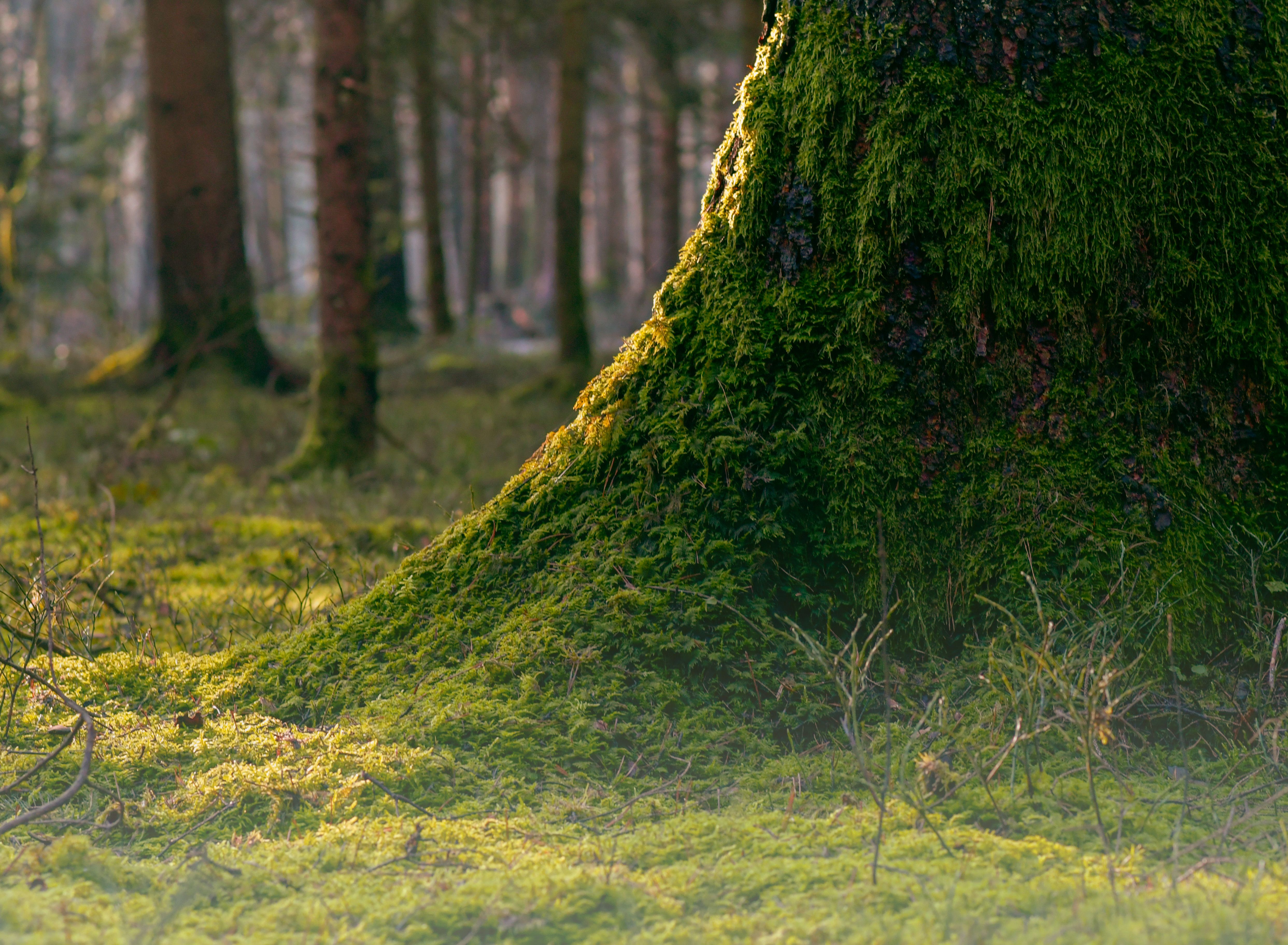 A Close-Up Shot of a Mossy Tree in a Forest · Free Stock Photo
