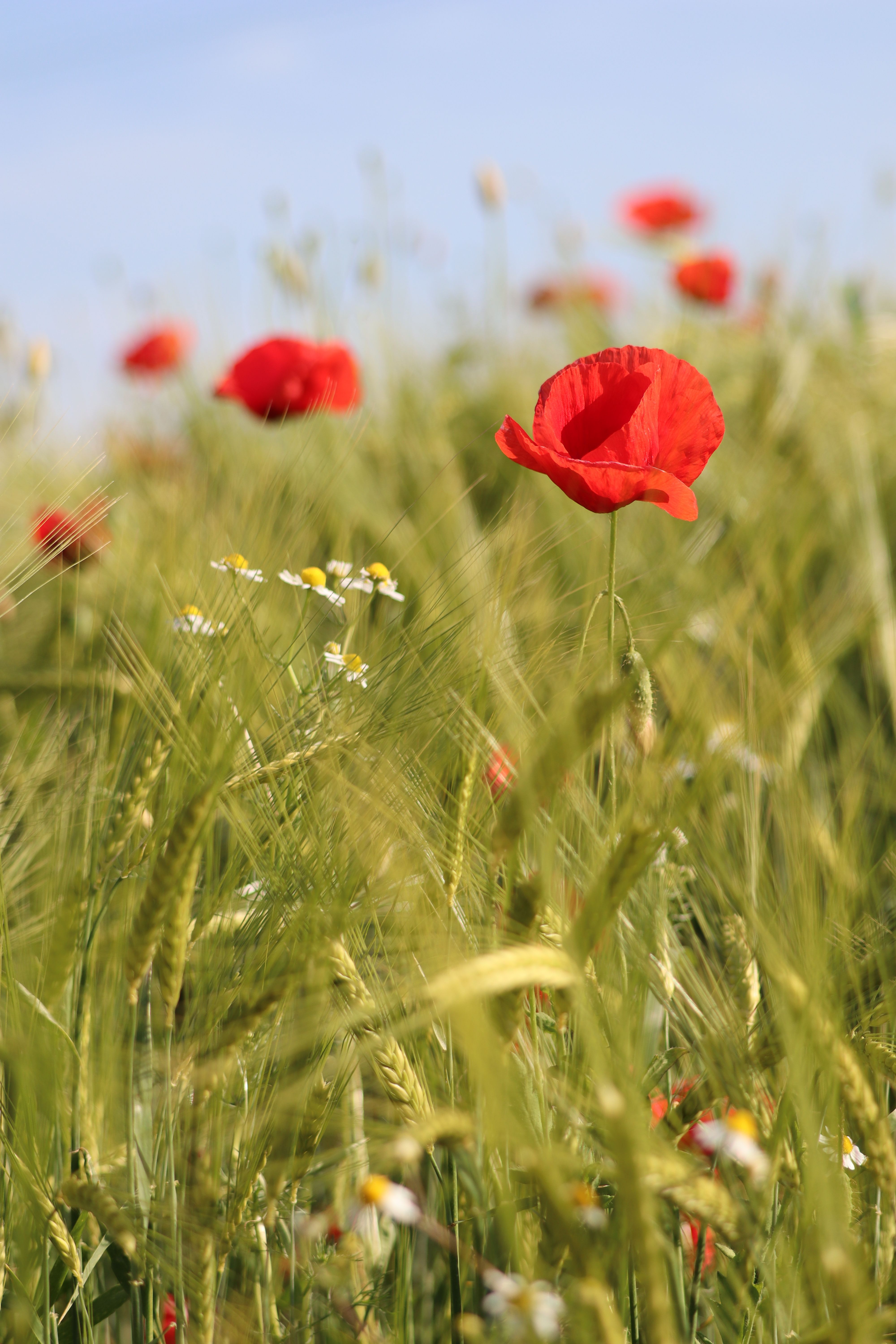 Bed of Red Petaled Flowers · Free Stock Photo