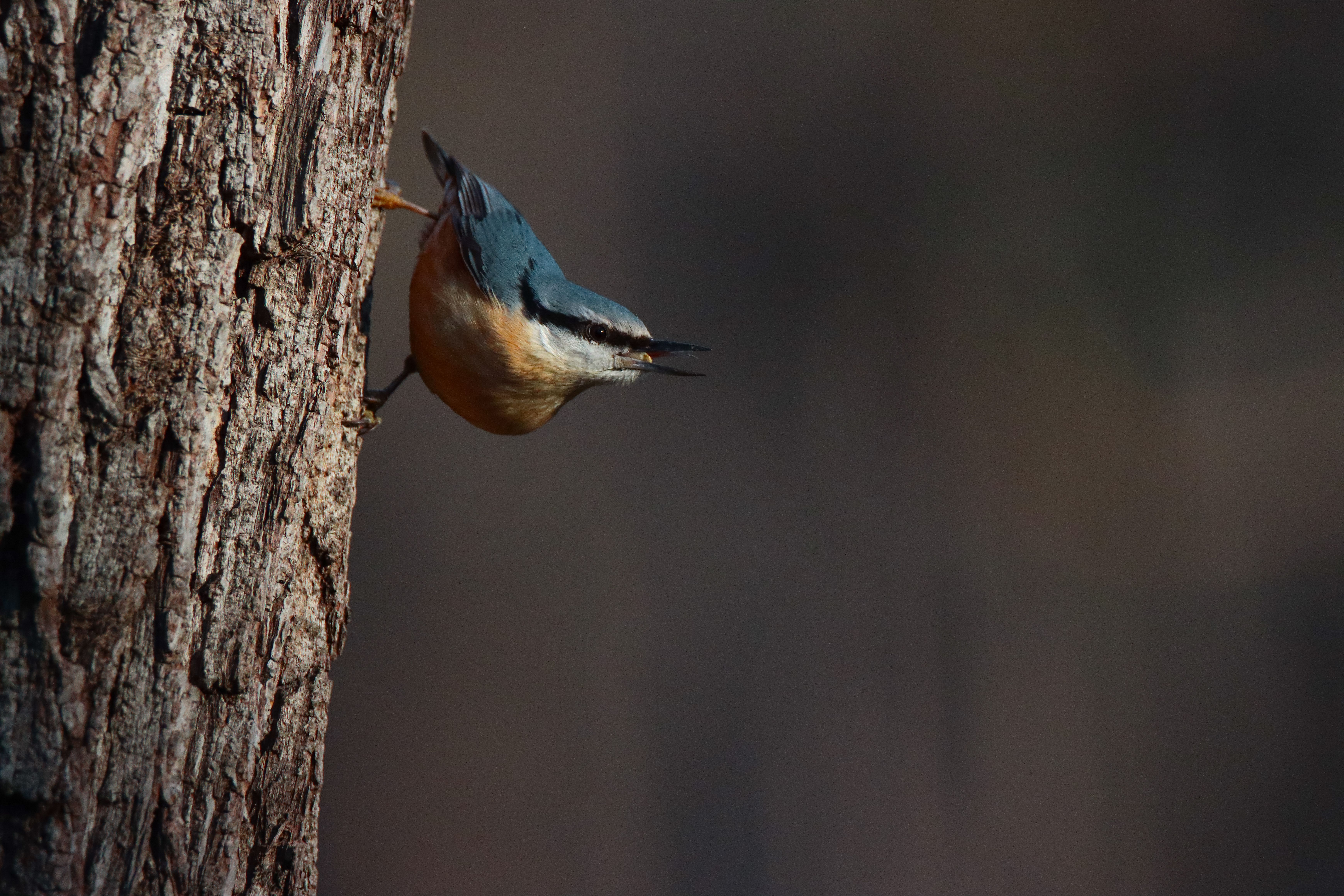 A Eurasian Nuthatch on a Tree Trunk · Free Stock Photo