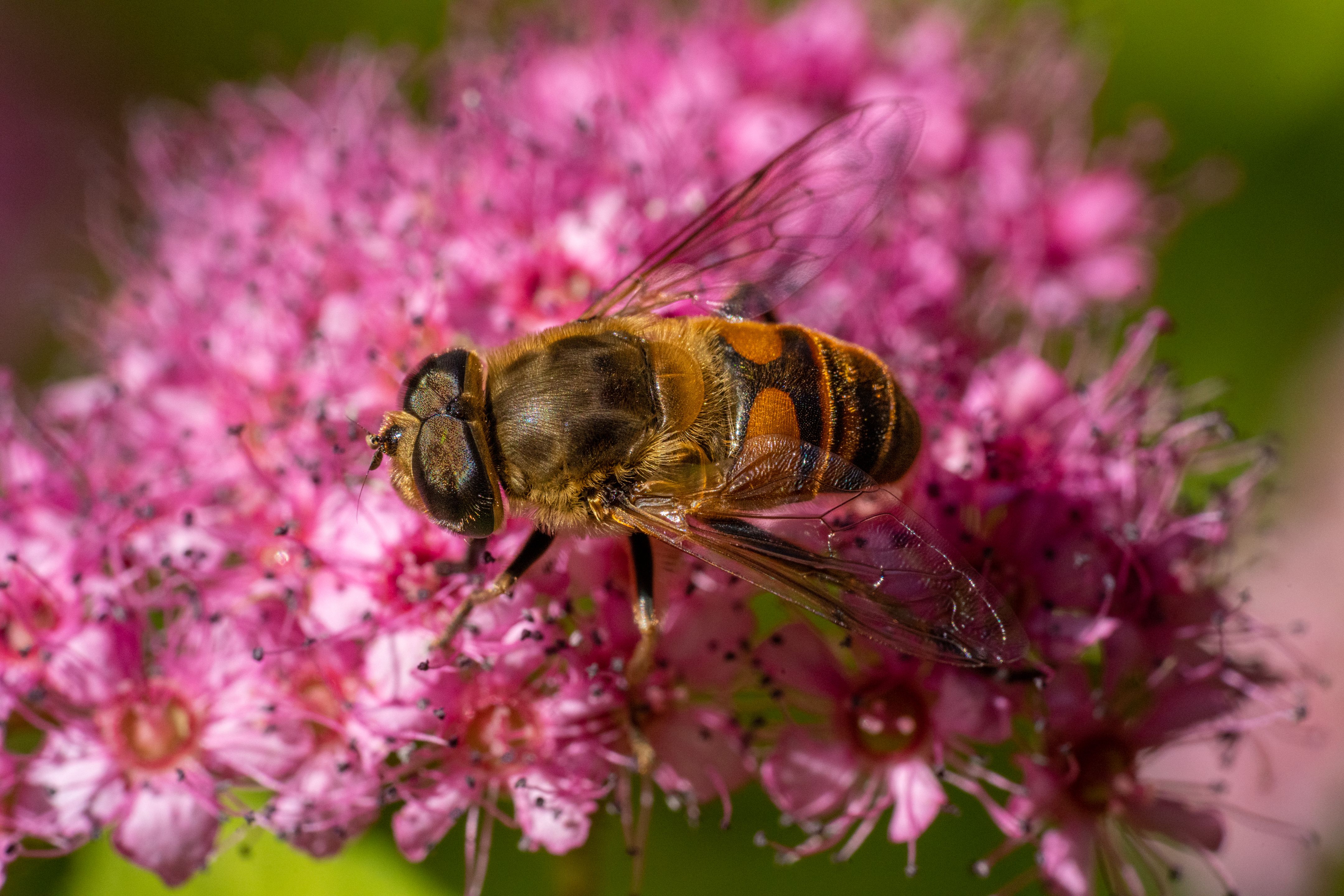 Bee on Pink Flowers · Free Stock Photo