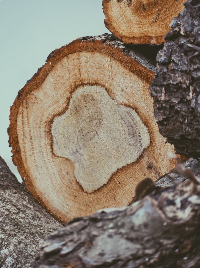 Tree Rings Photos, Download The BEST Free Tree Rings Stock Photos & HD ...
