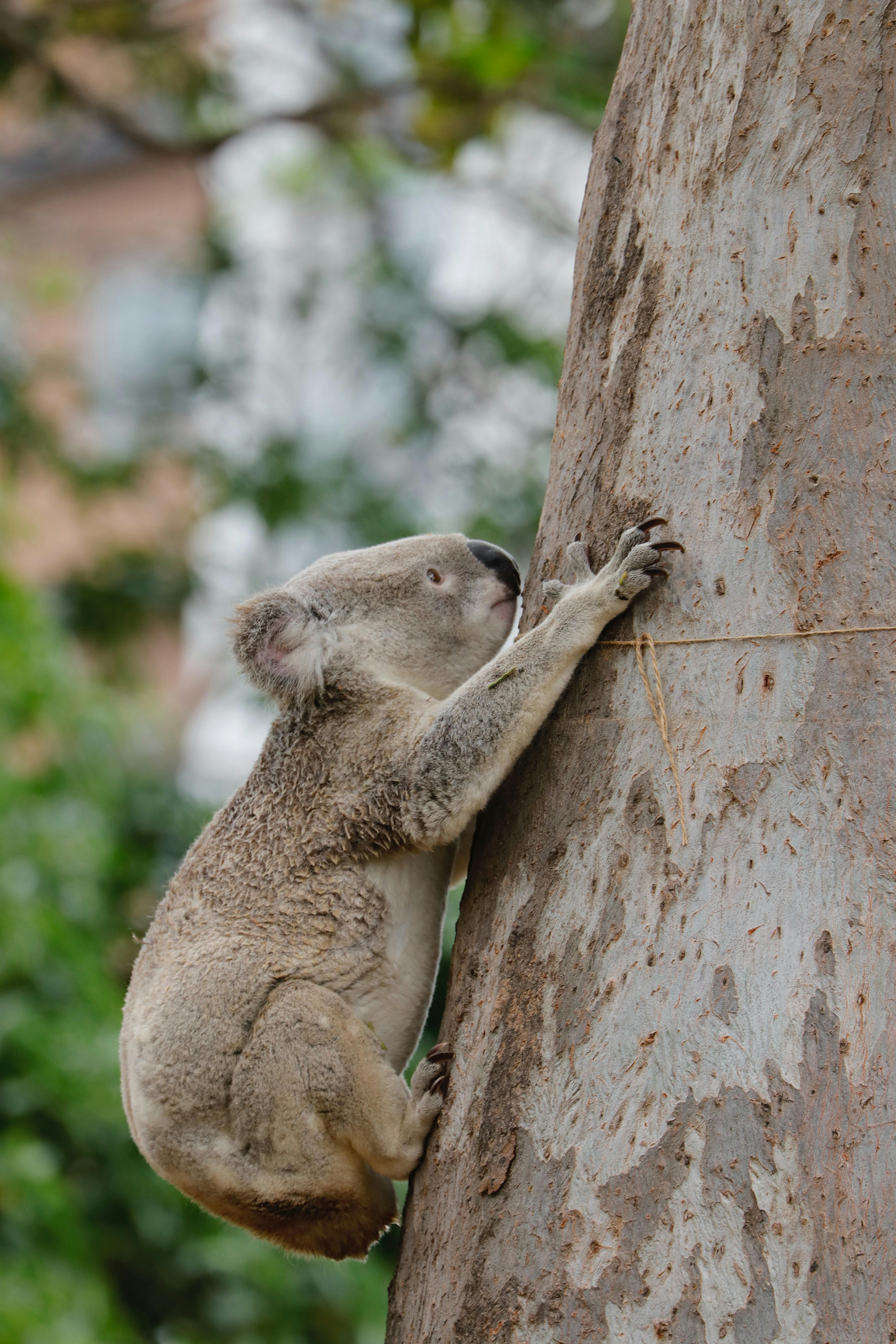 Koala Crawling Up a Tree Trunk · Free Stock Photo