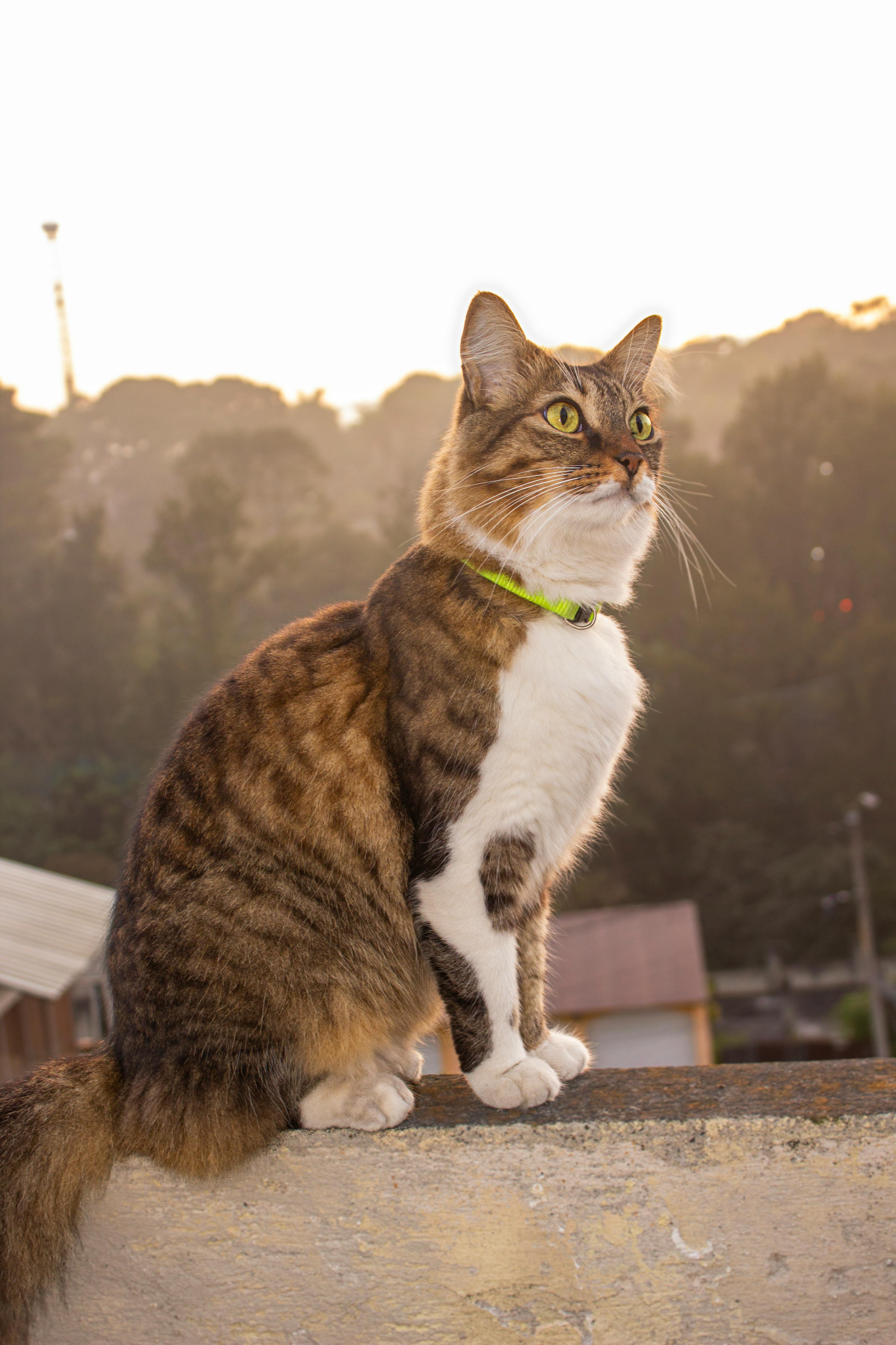 Hand Holding Cat · Free Stock Photo