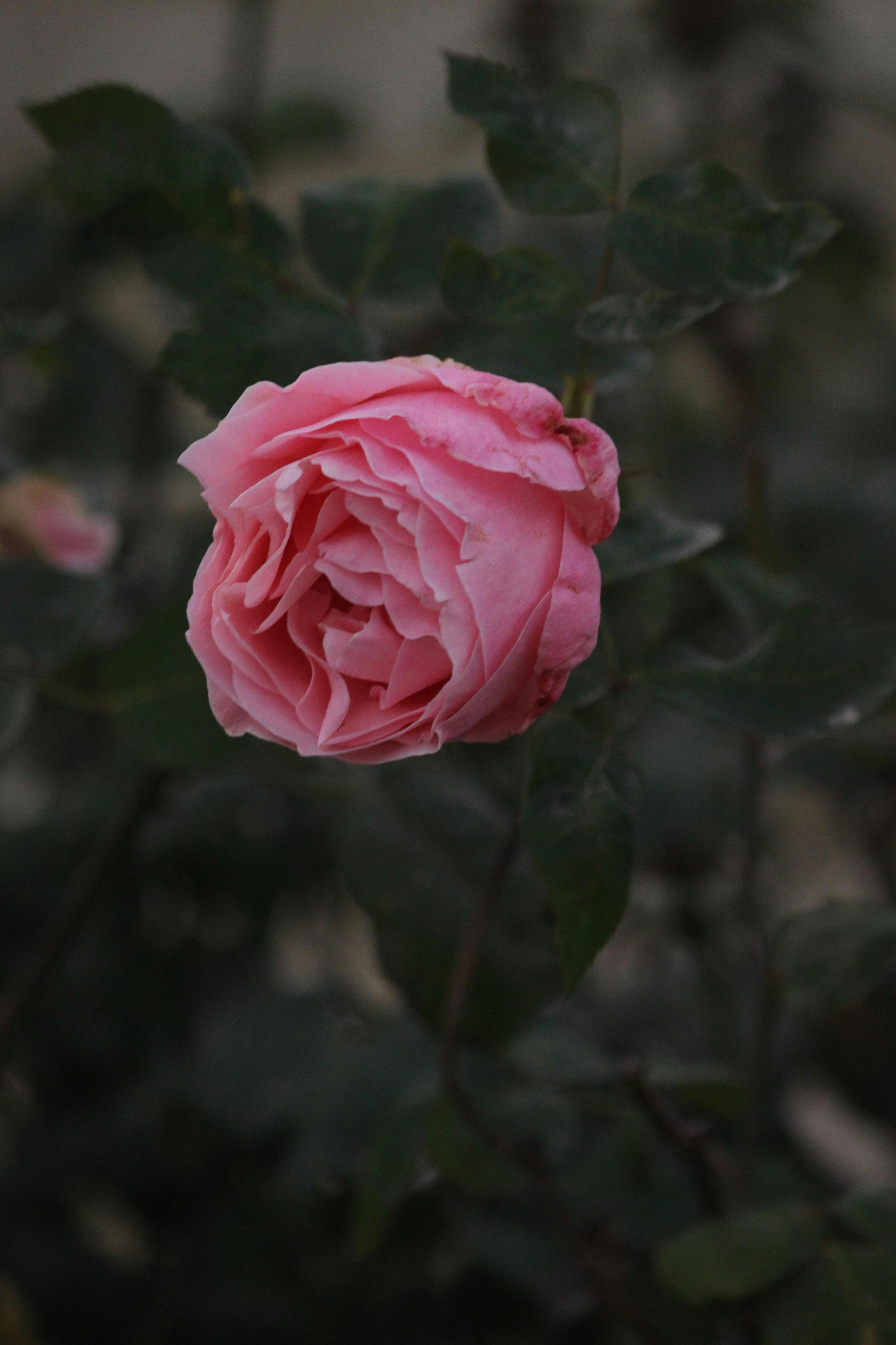 Close-up of a Pink Rose · Free Stock Photo