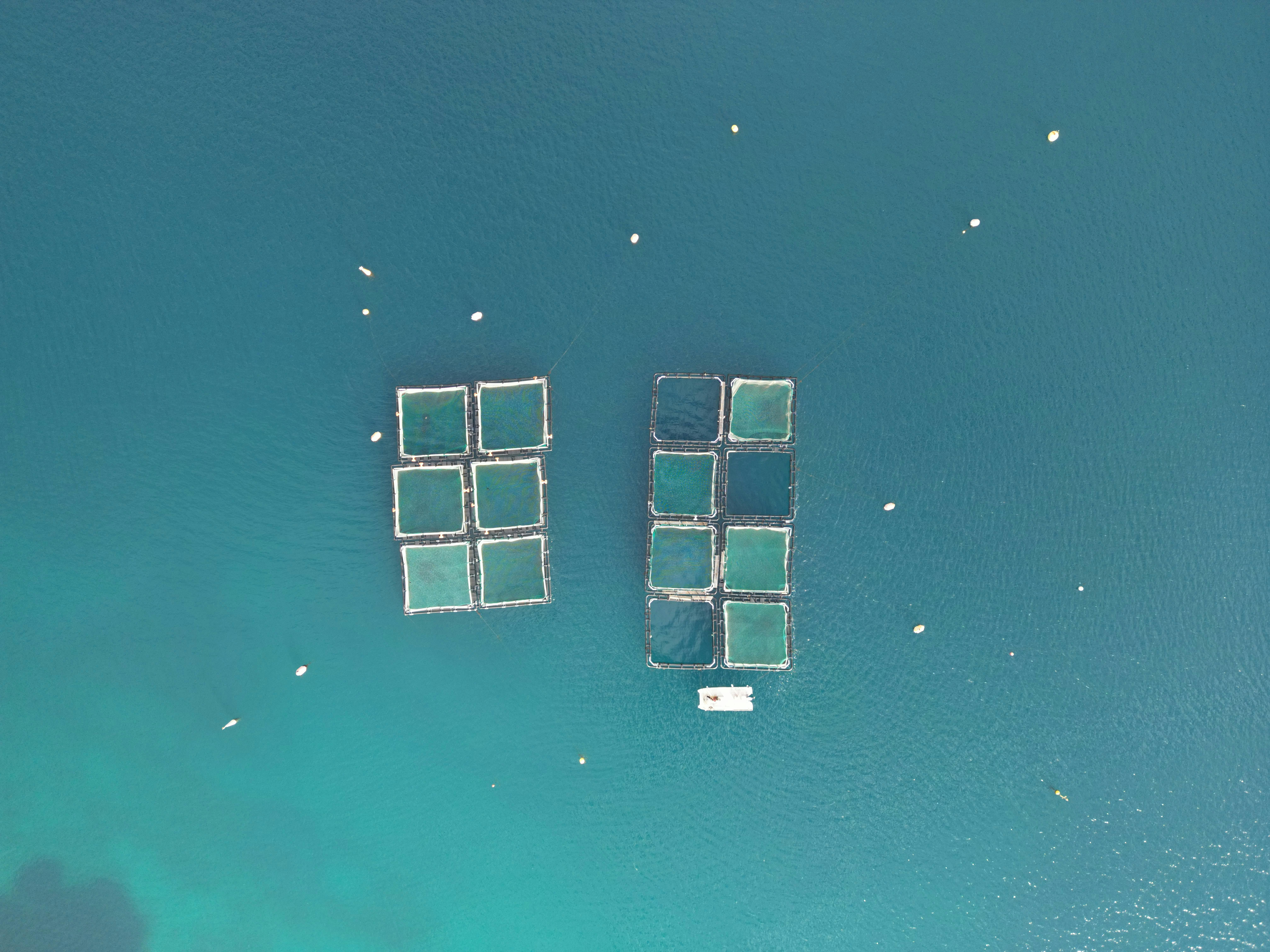 Top View of Sea and Floating Fishing Farms · Free Stock Photo
