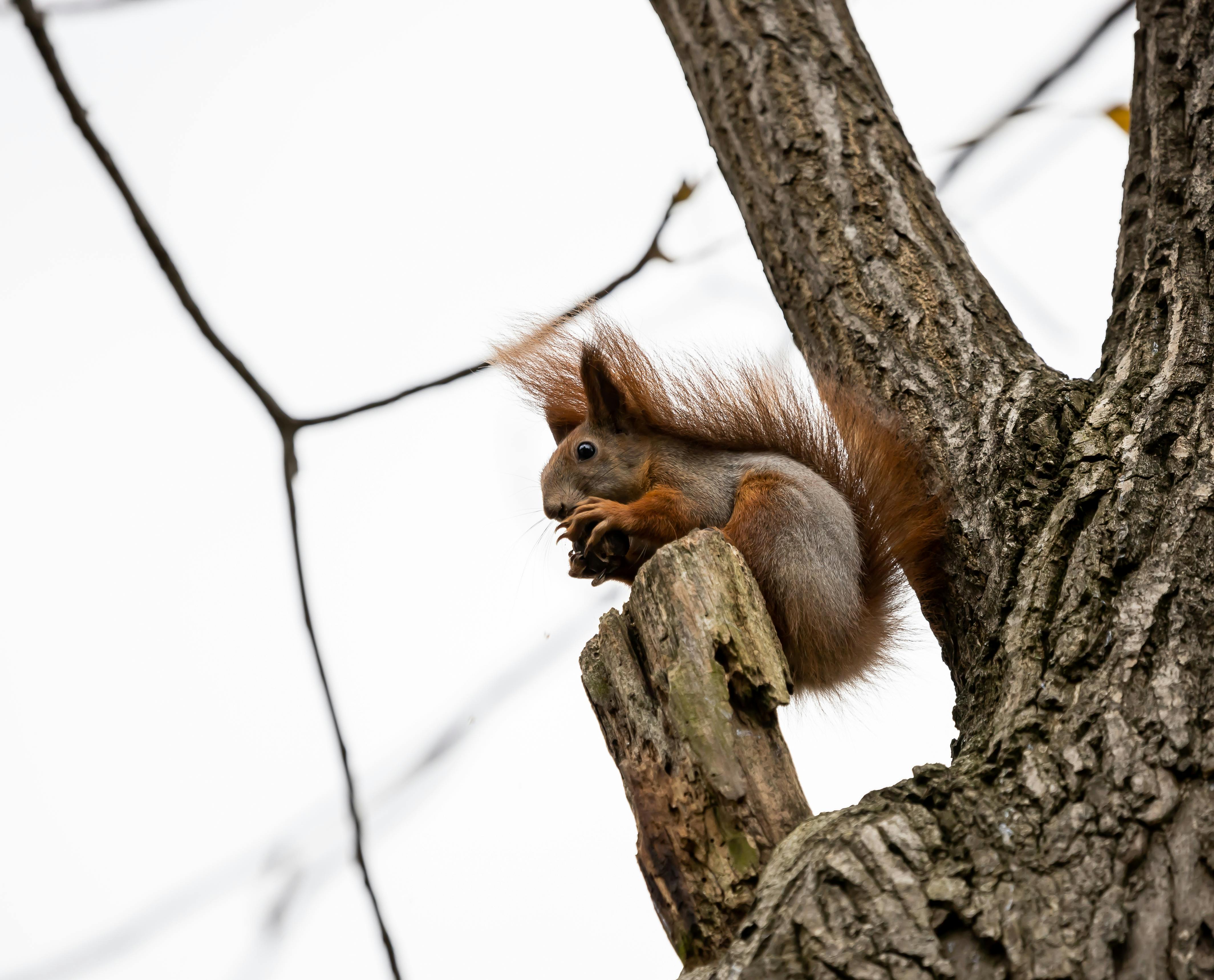 Animated Tree Photos, Download The BEST Free Animated Tree Stock Photos ...