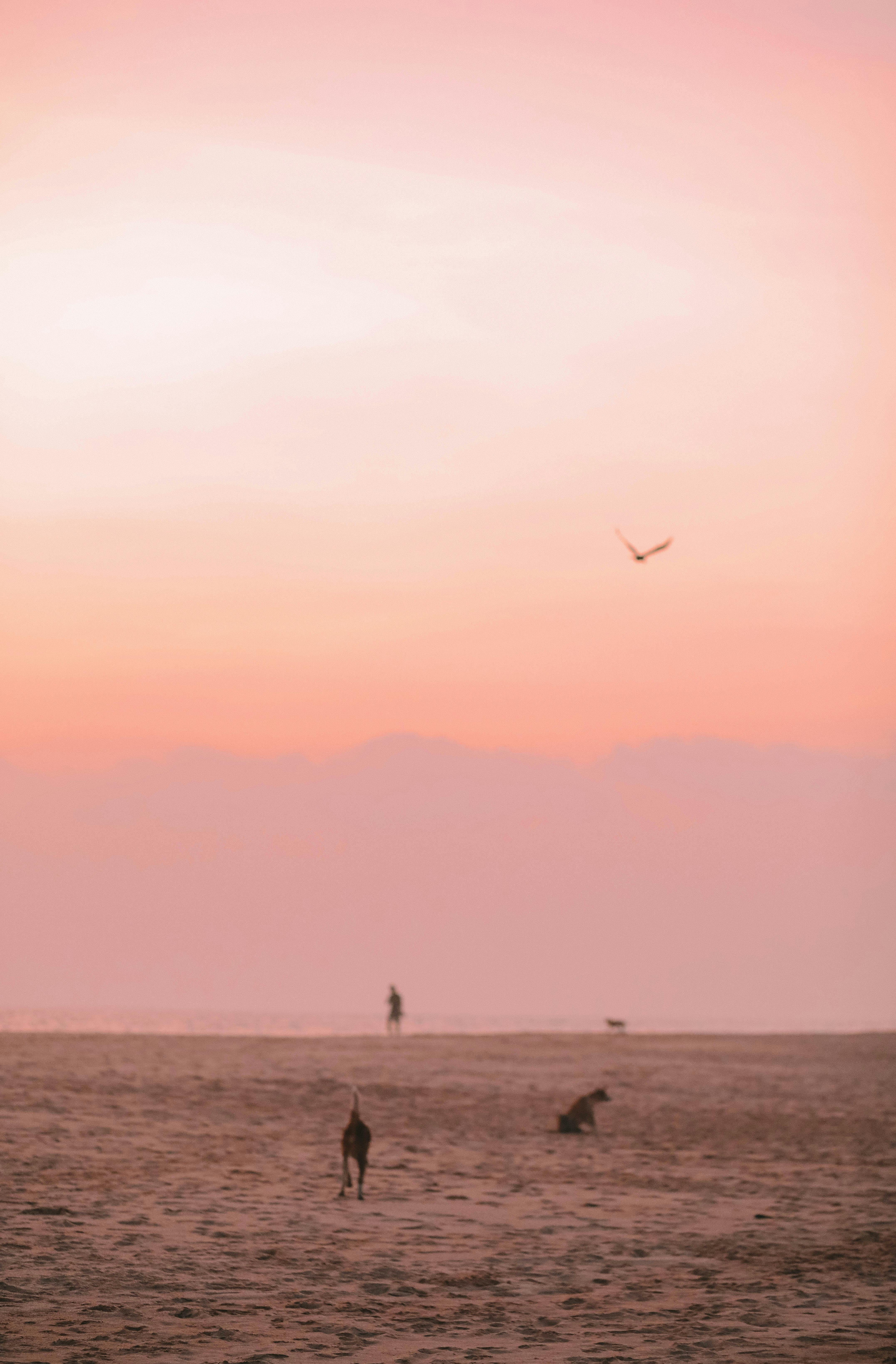 Dogs Flies Photos, Download The BEST Free Dogs Flies Stock Photos & HD ...