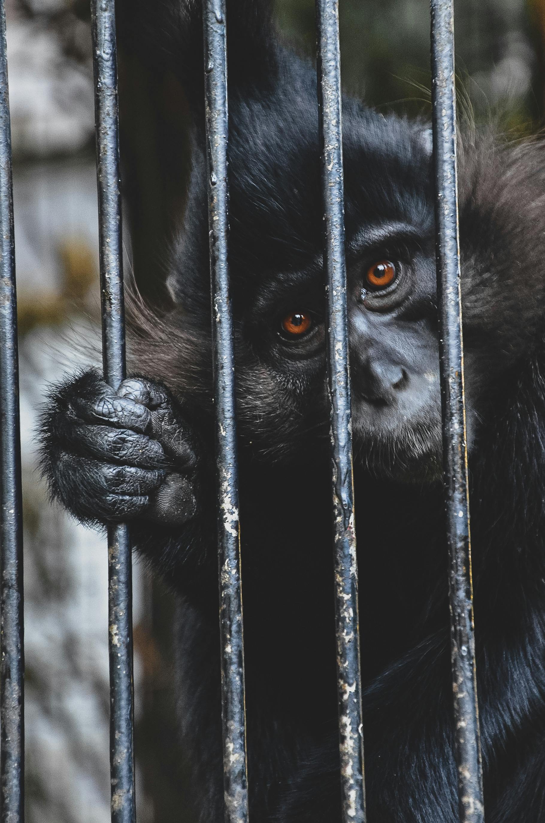 Foto profissional gratuita de animal, bares, cela, em cativeiro ...