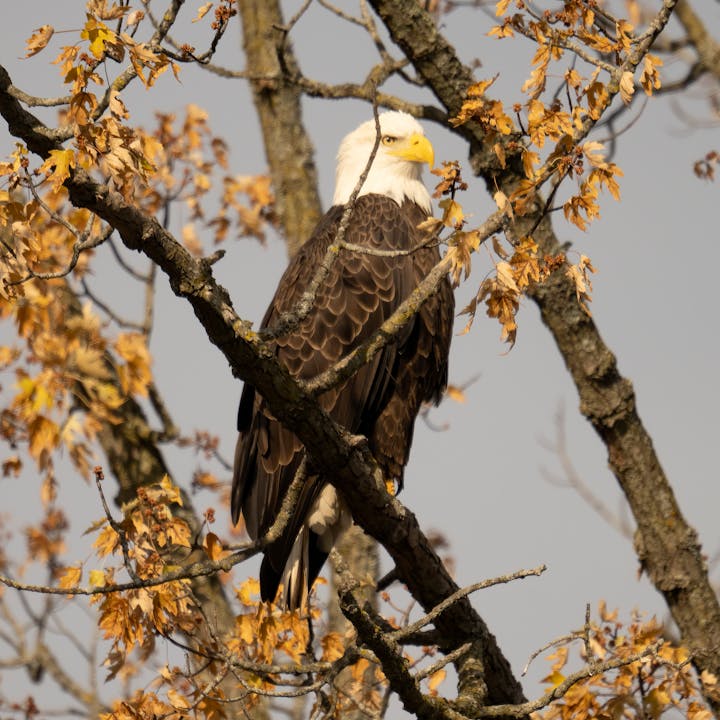 American Bald Eagles Nest: A Guide to Their Breeding Habits