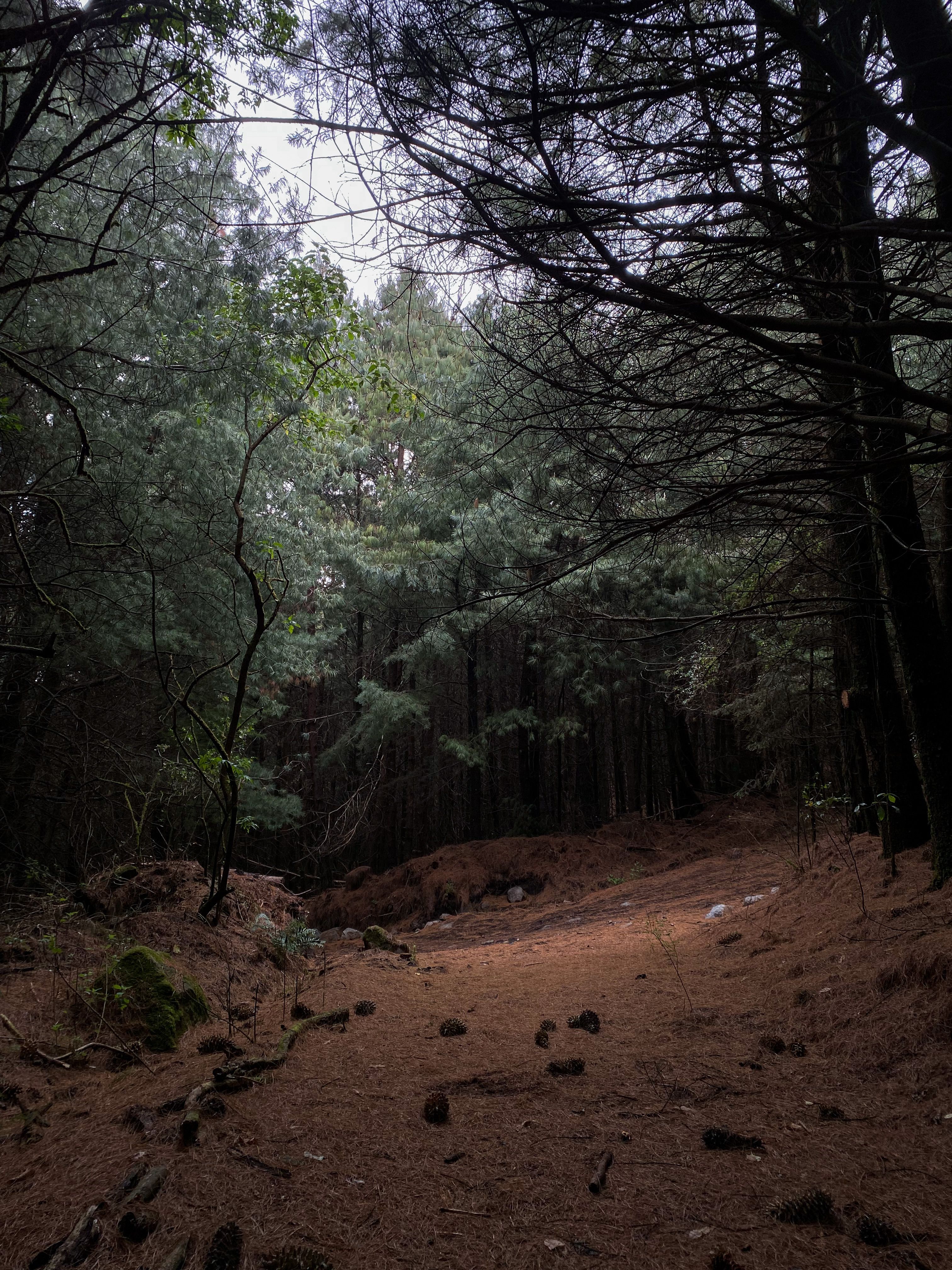 Conifer Trees Forest · Free Stock Photo