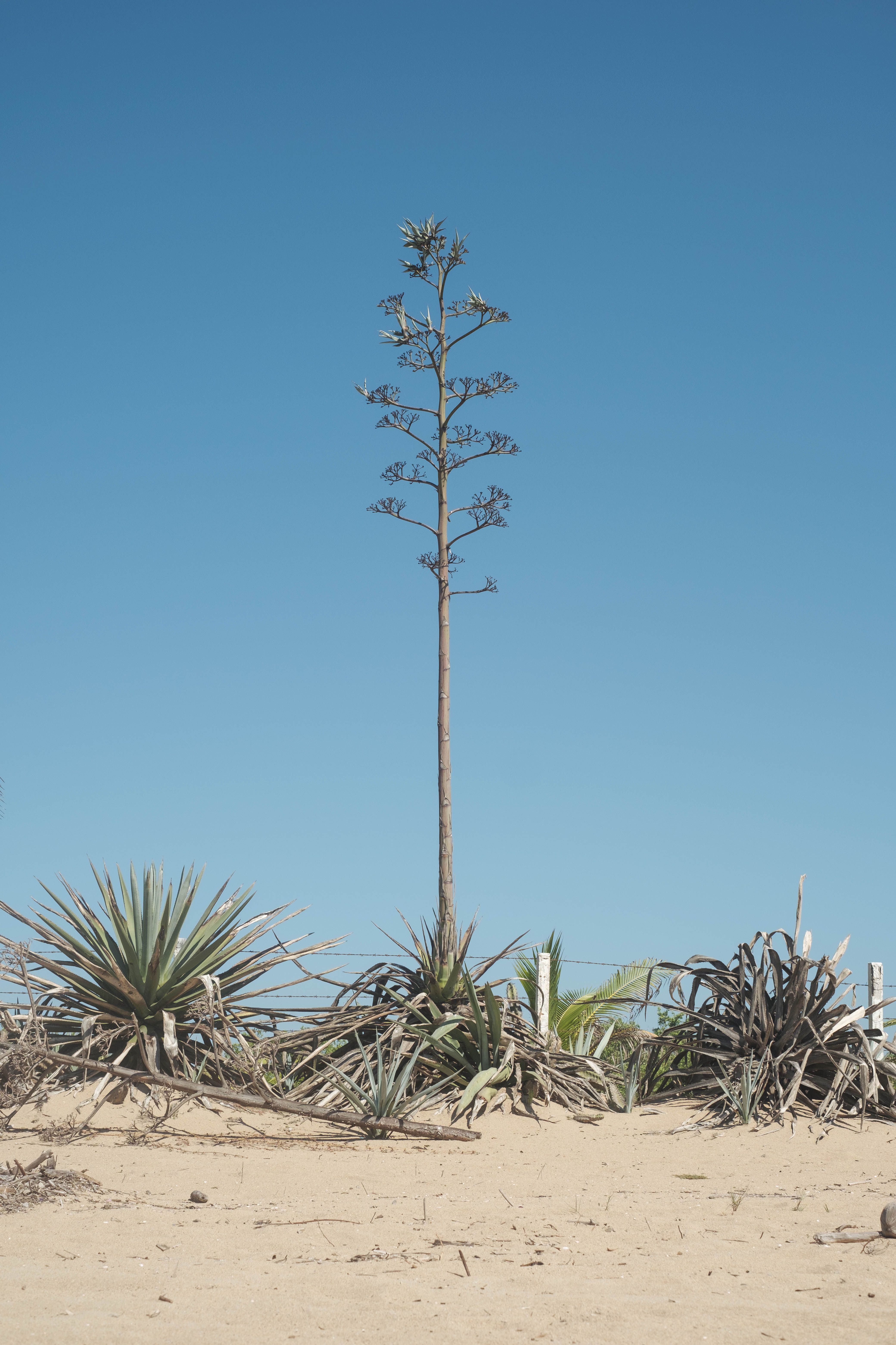 Photo of a Single Agave in the Desert · Free Stock Photo