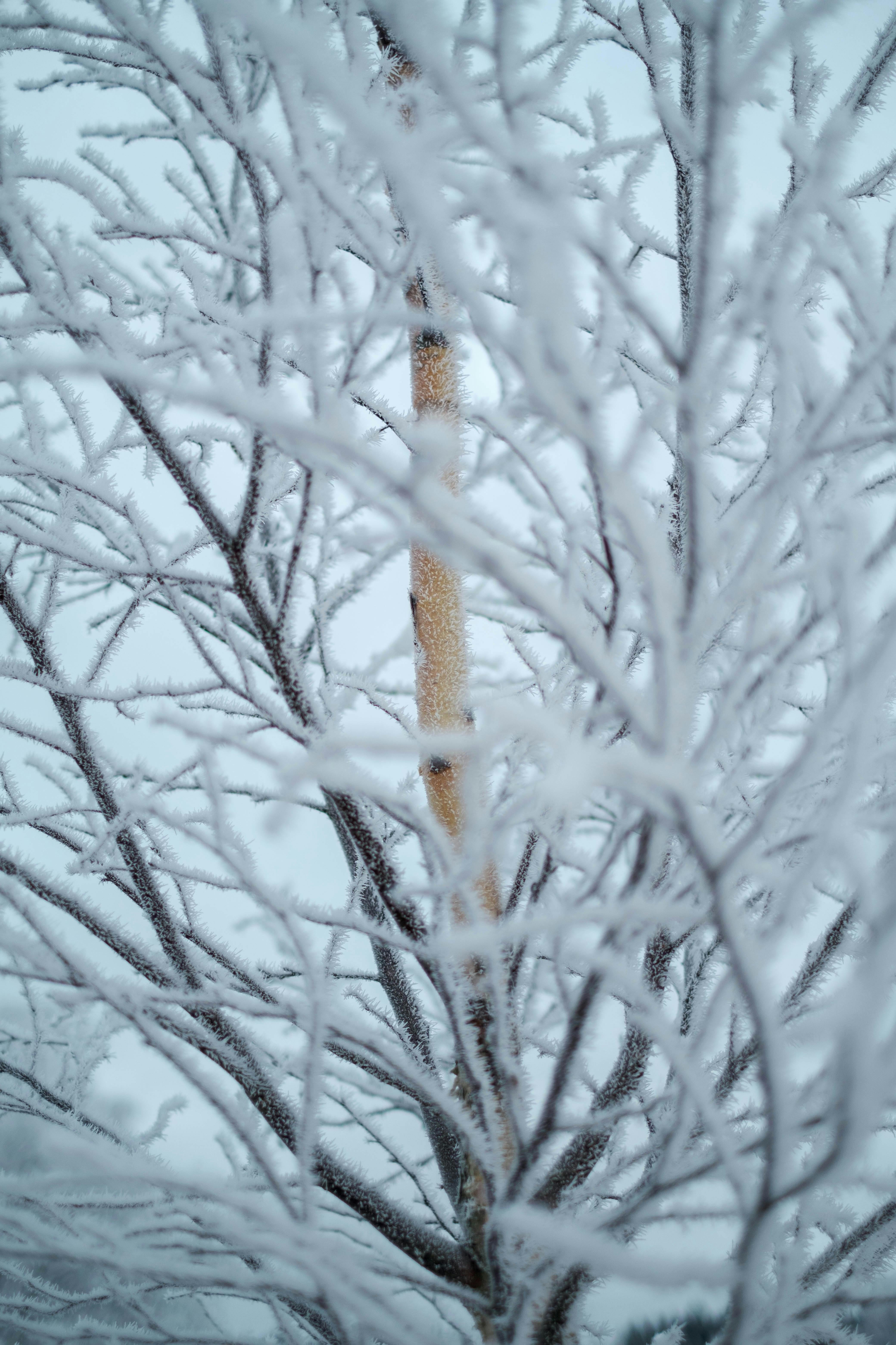 Snow Field Near in Forest · Free Stock Photo