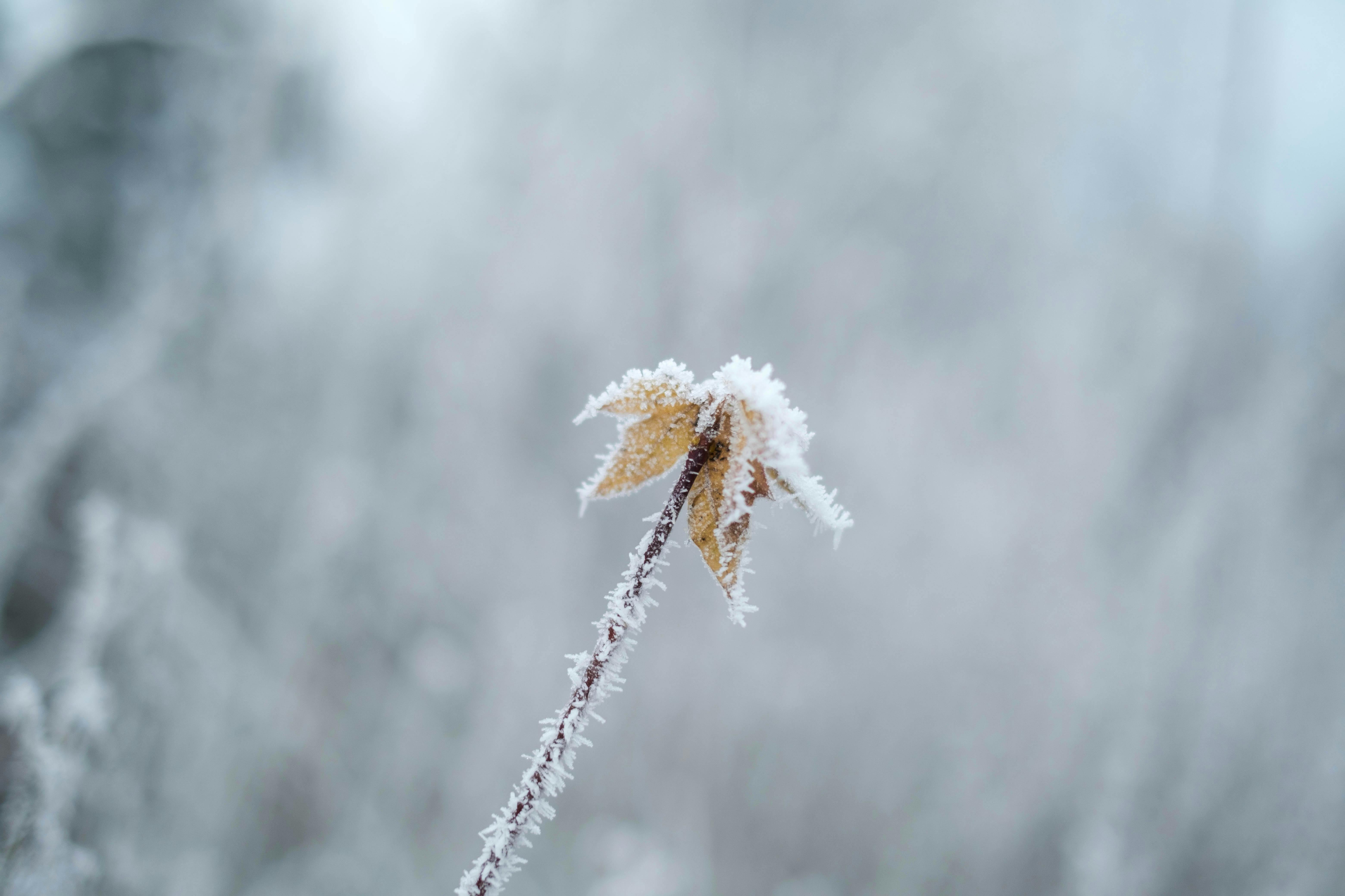 Photograph of a Frosted Plant · Free Stock Photo