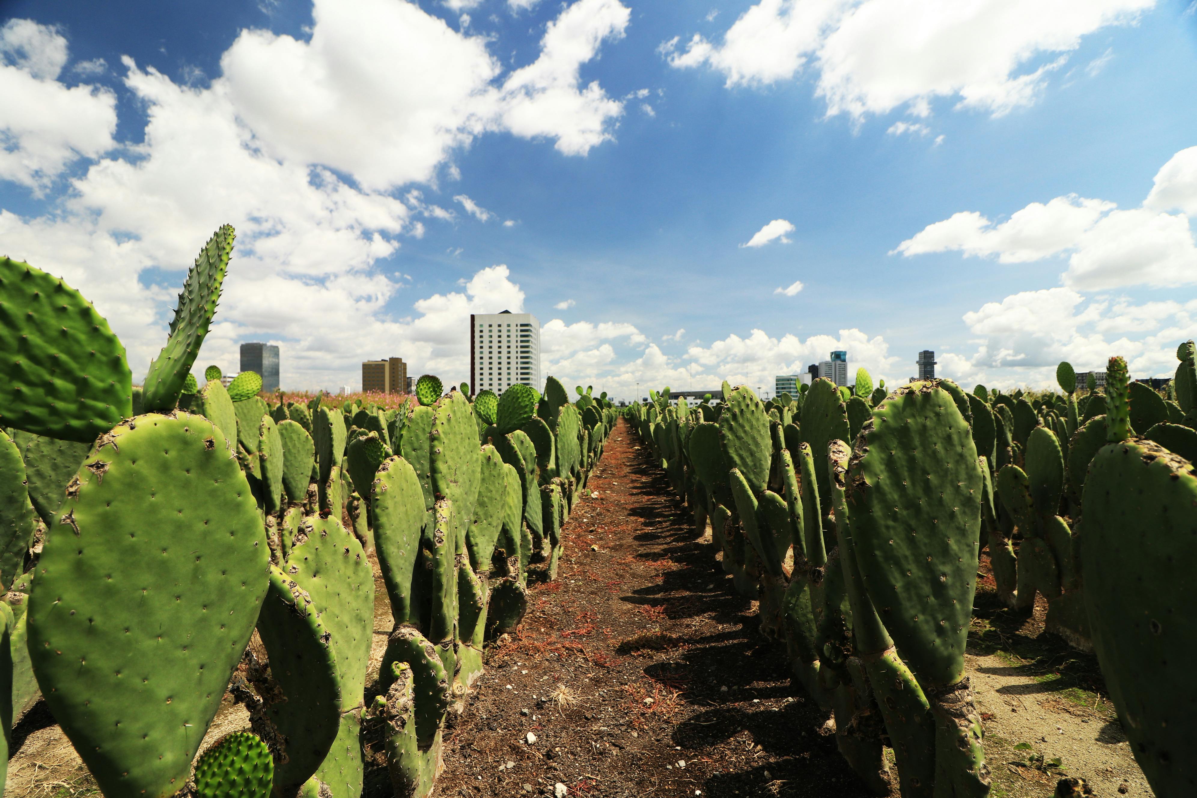 Photo of a Cactus Field · Free Stock Photo