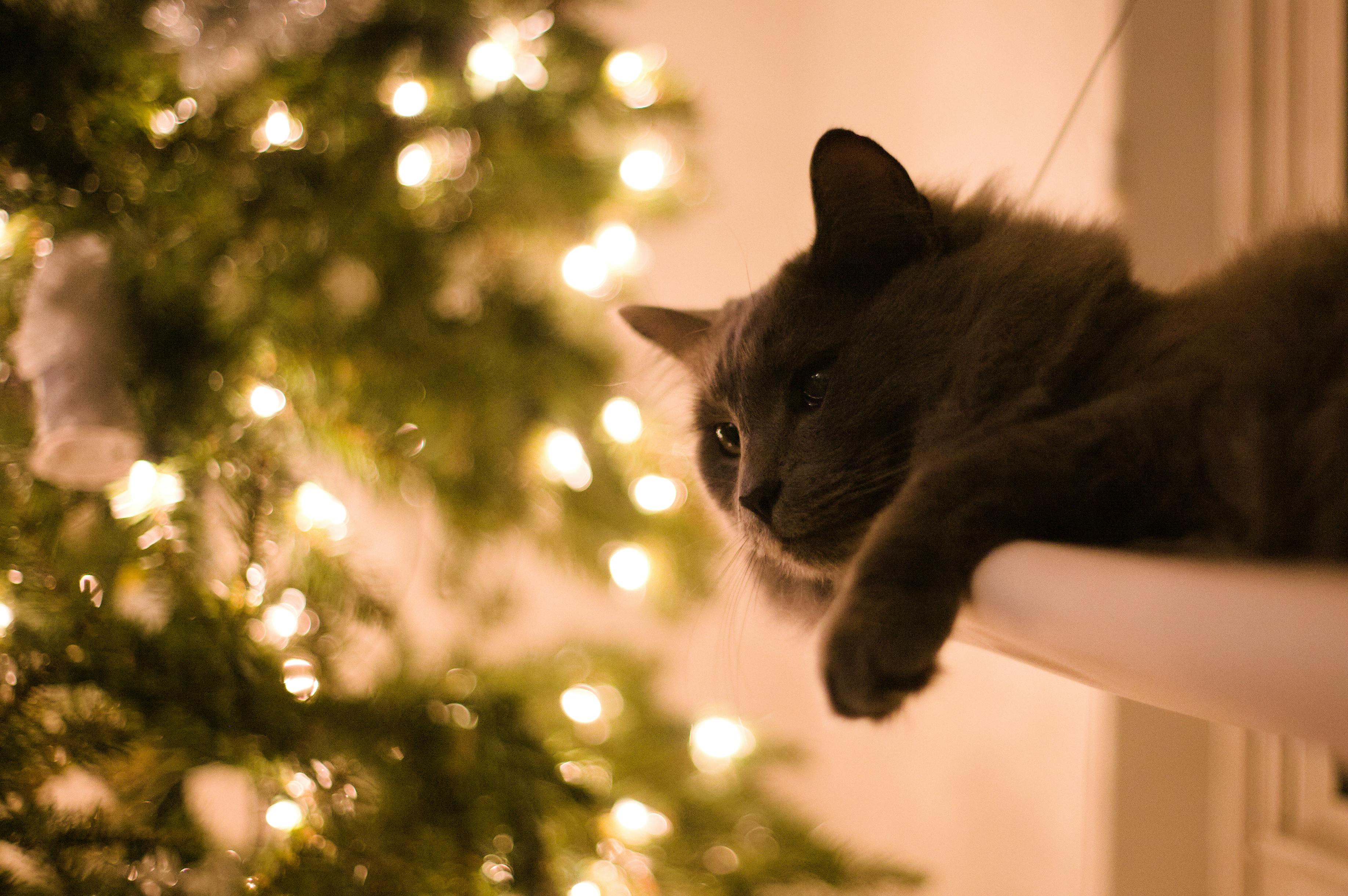 Cute Cat Near Christmas Tree · Free Stock Photo