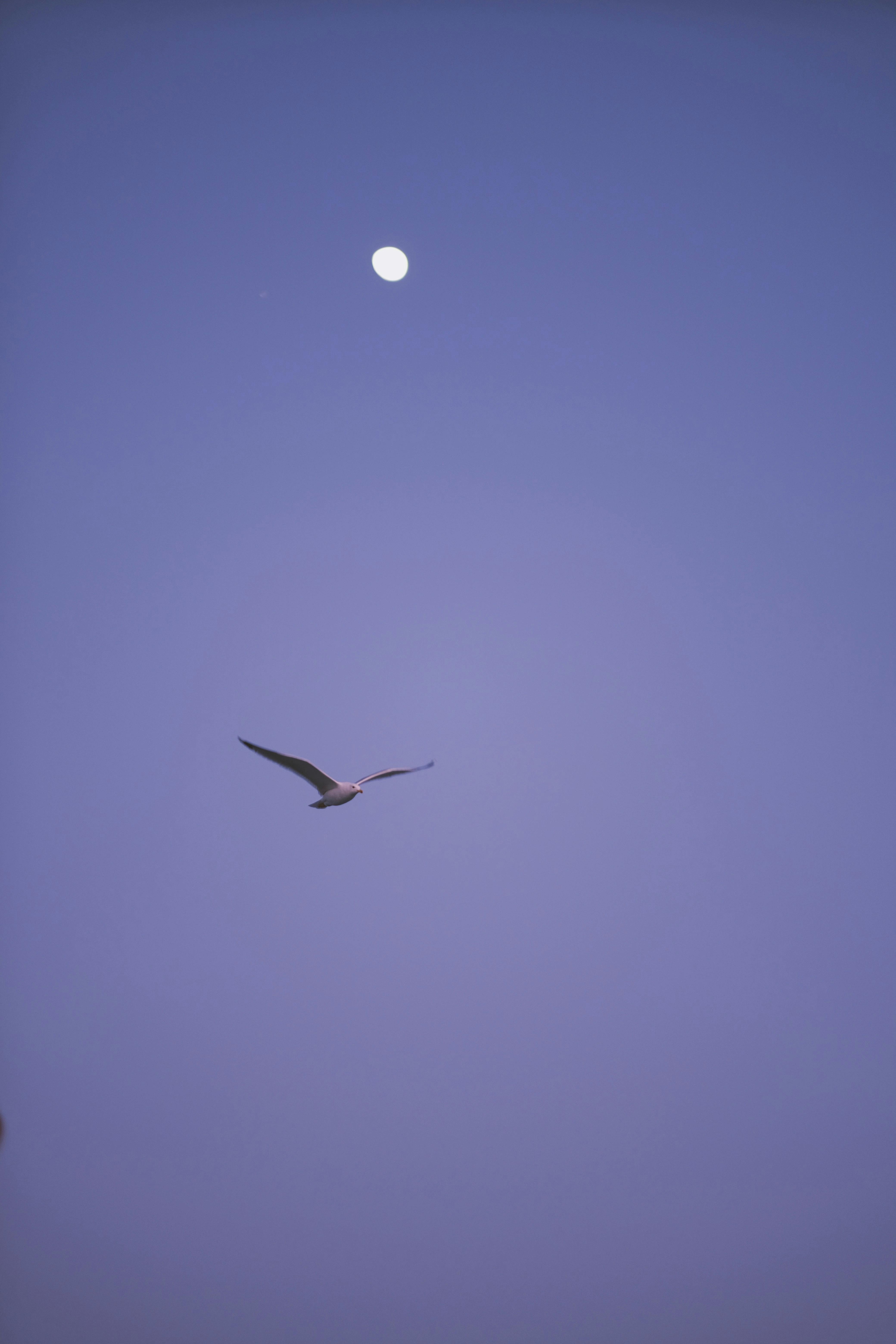 Flying Bird and Moon against a Clear Sky · Free Stock Photo