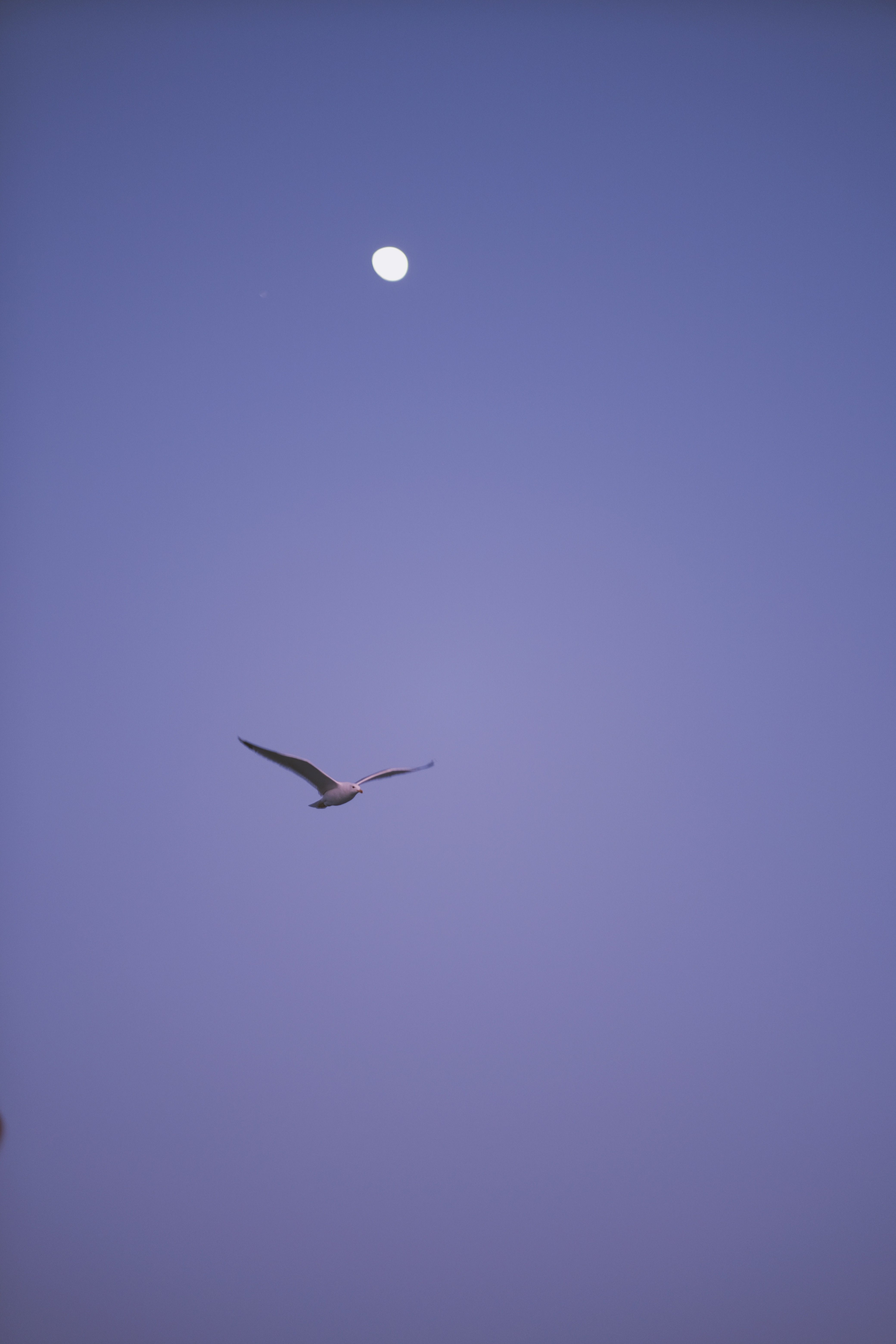 Animated Moon Photos, Download The BEST Free Animated Moon Stock Photos ...