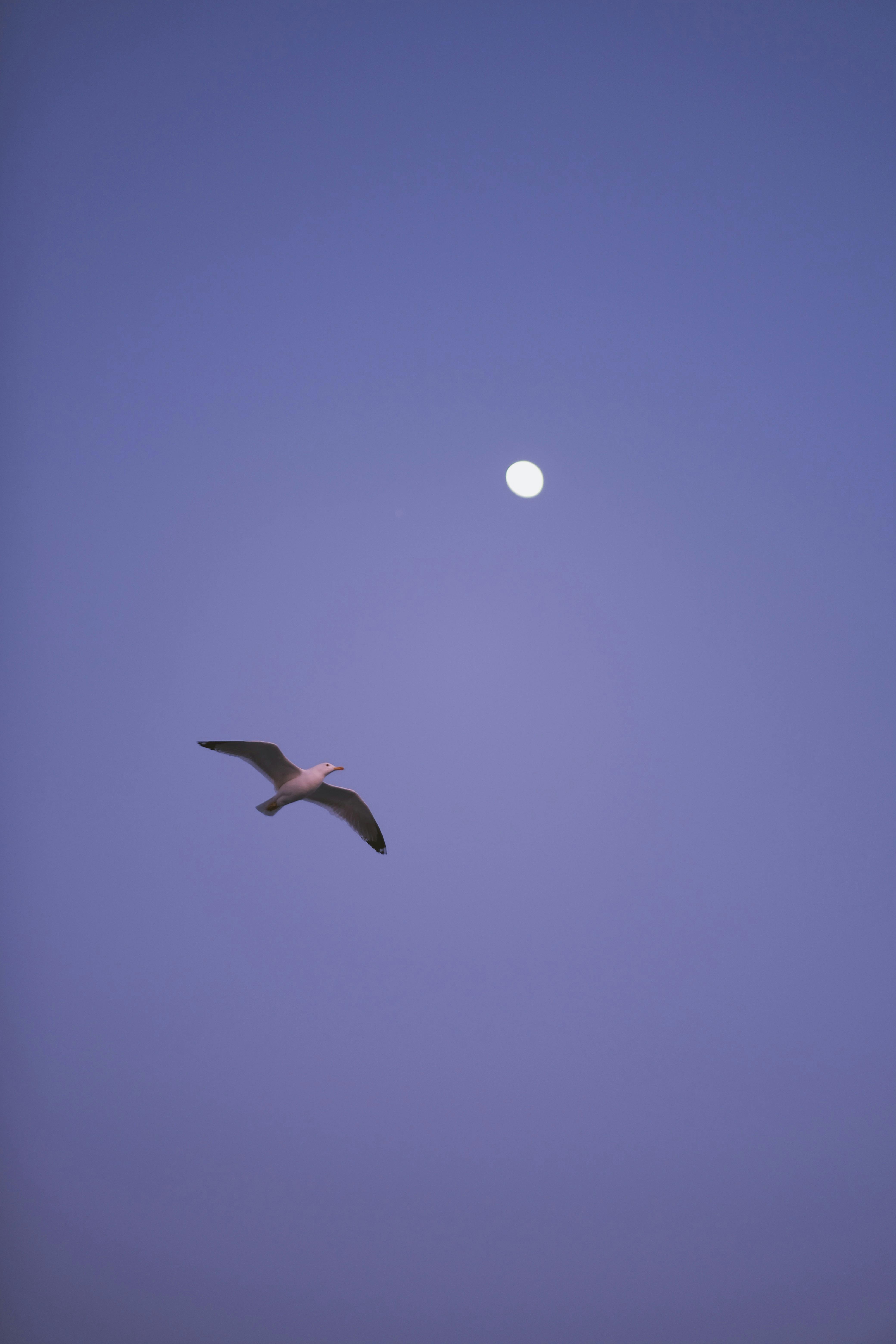 Anime Moon Photos, Download The BEST Free Anime Moon Stock Photos & HD ...