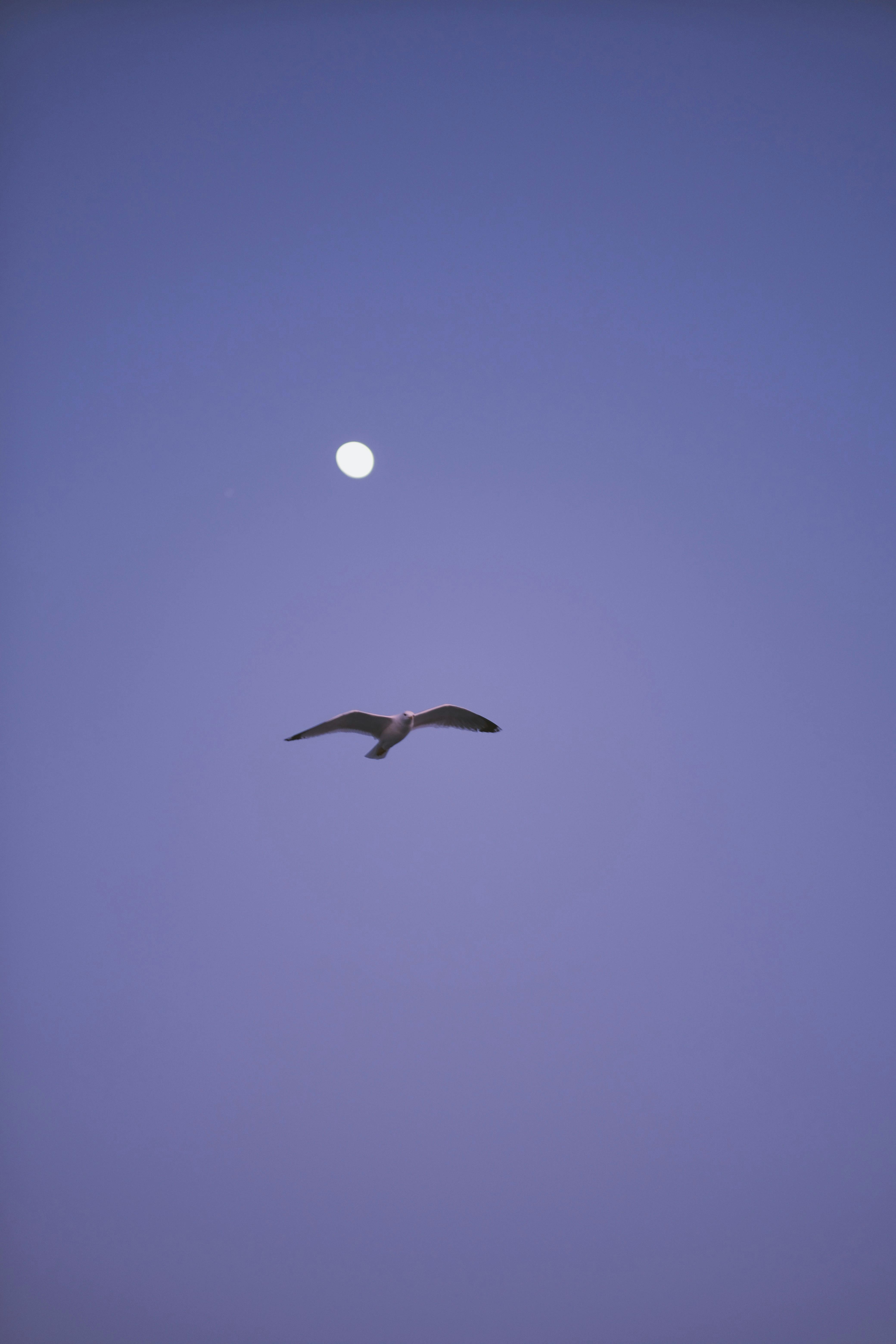 Low Angle Photo of Bird Flying during Night · Free Stock Photo