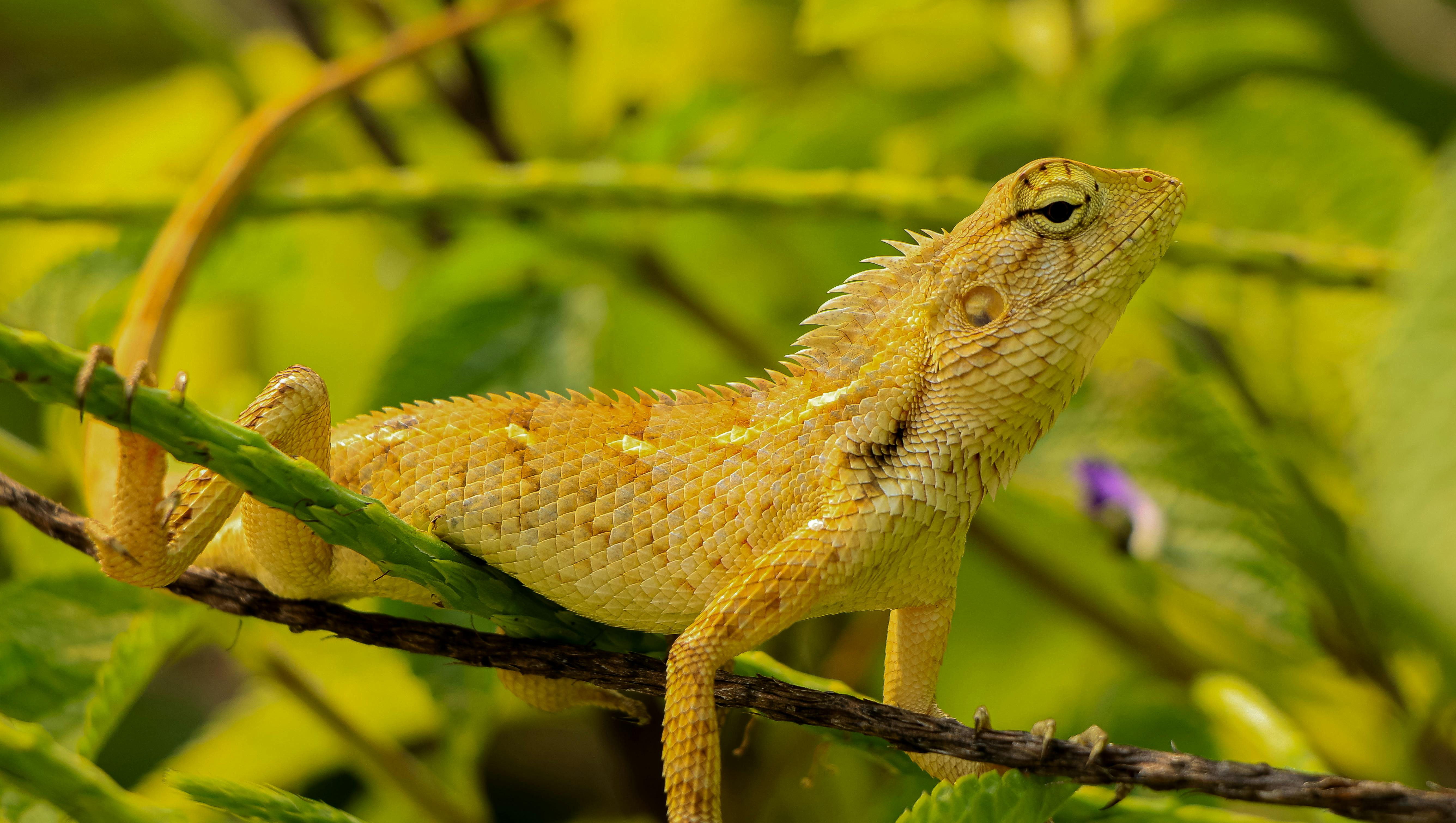 Small Lizard Climbing a Palm Tree · Free Stock Photo