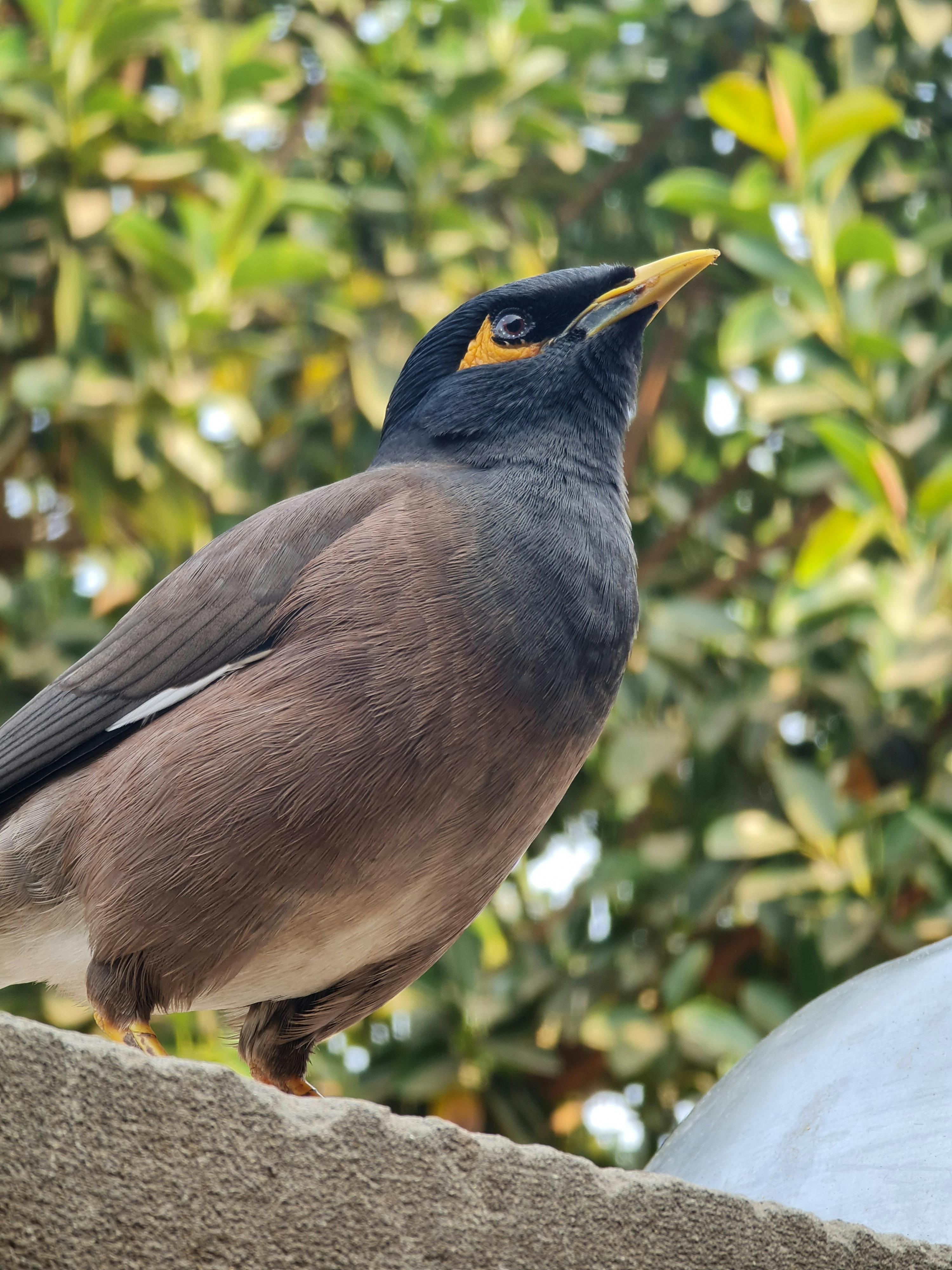 Black Mynah Bird Perched on a Concrete Wall · Free Stock Photo