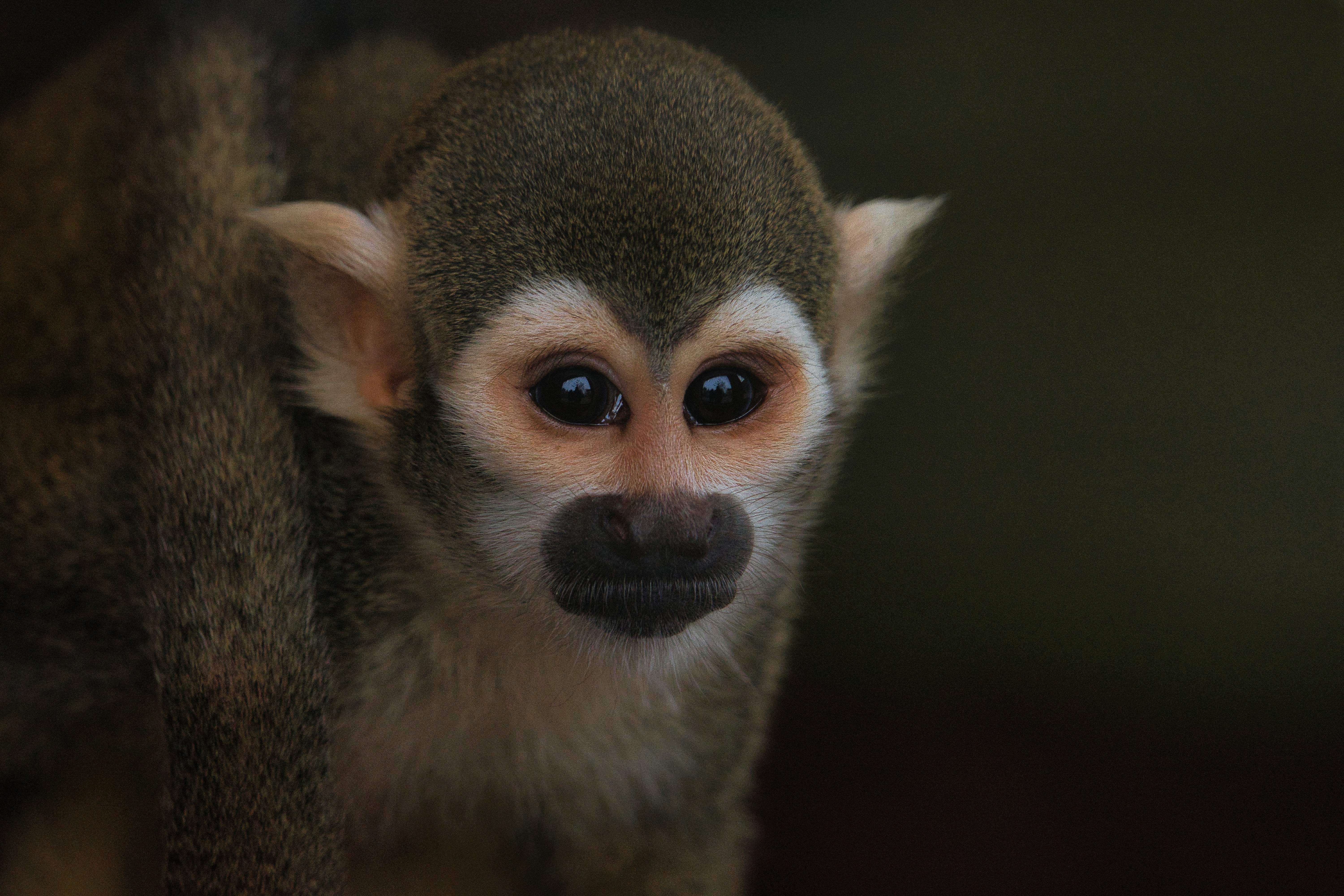 Close up of a Monkey Head · Free Stock Photo