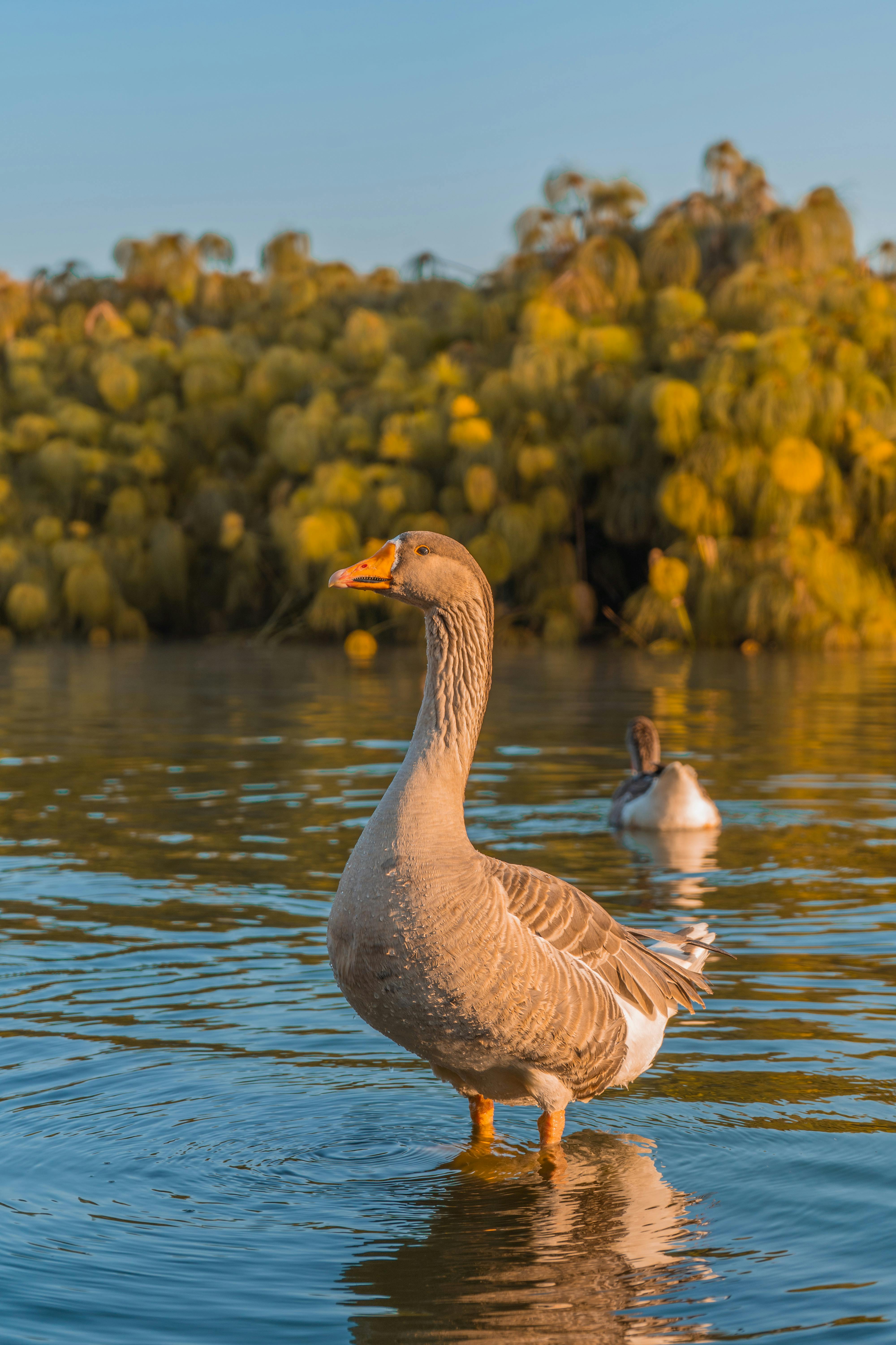 Goose in Water · Free Stock Photo
