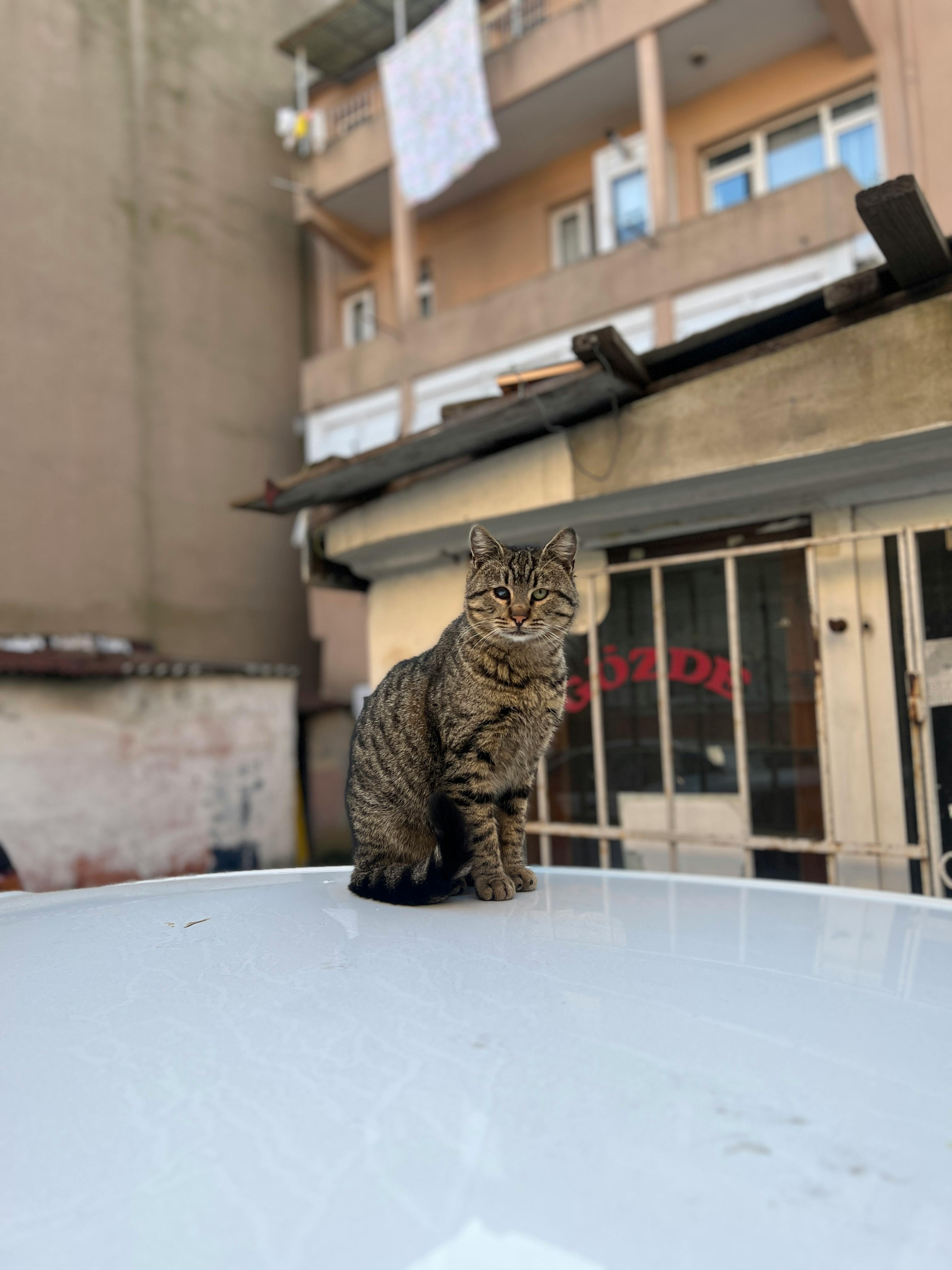 Foto de stock gratuita sobre adorable, al aire libre, animal, animal ...