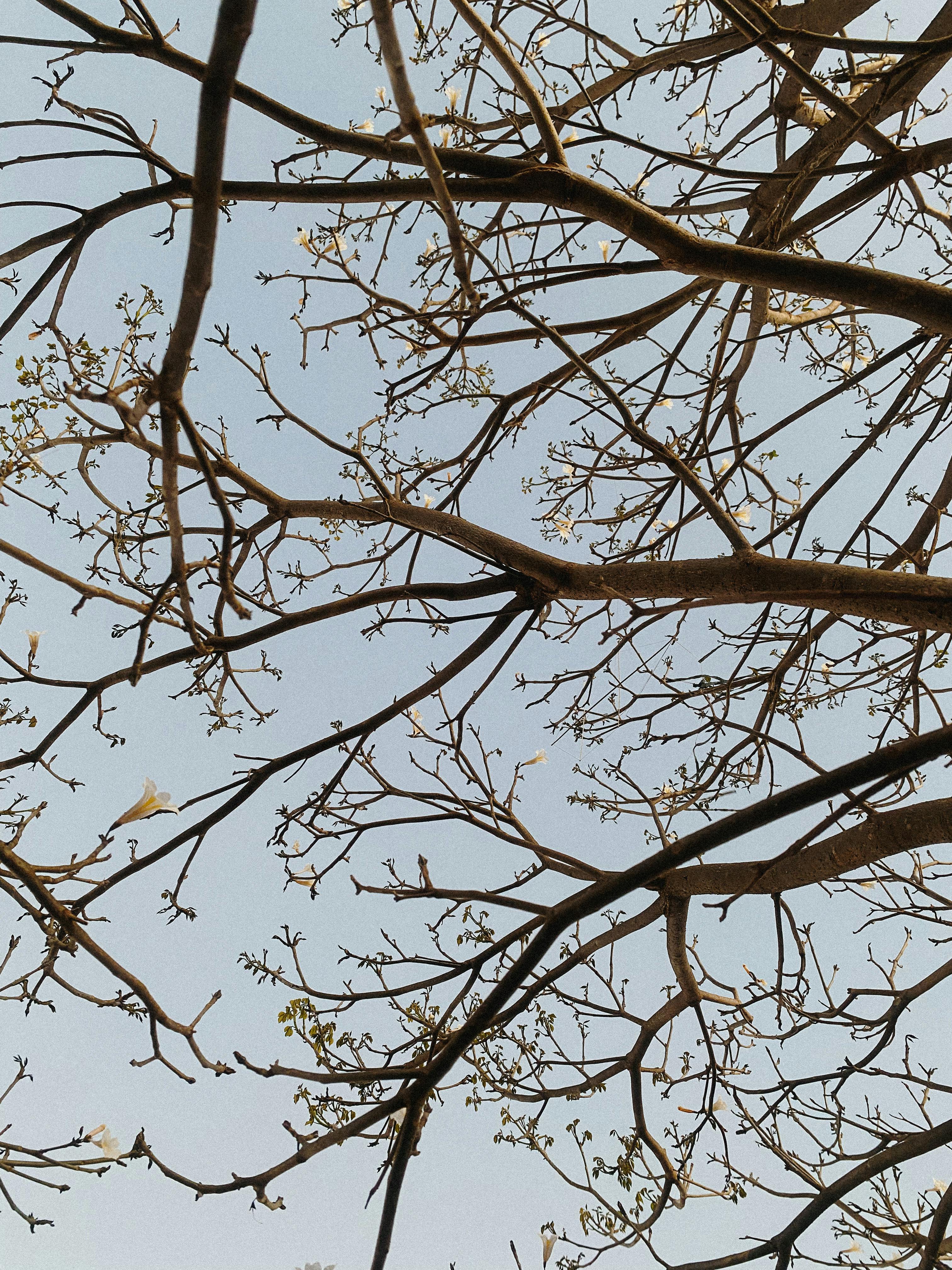 Leafless Tree Branches · Free Stock Photo