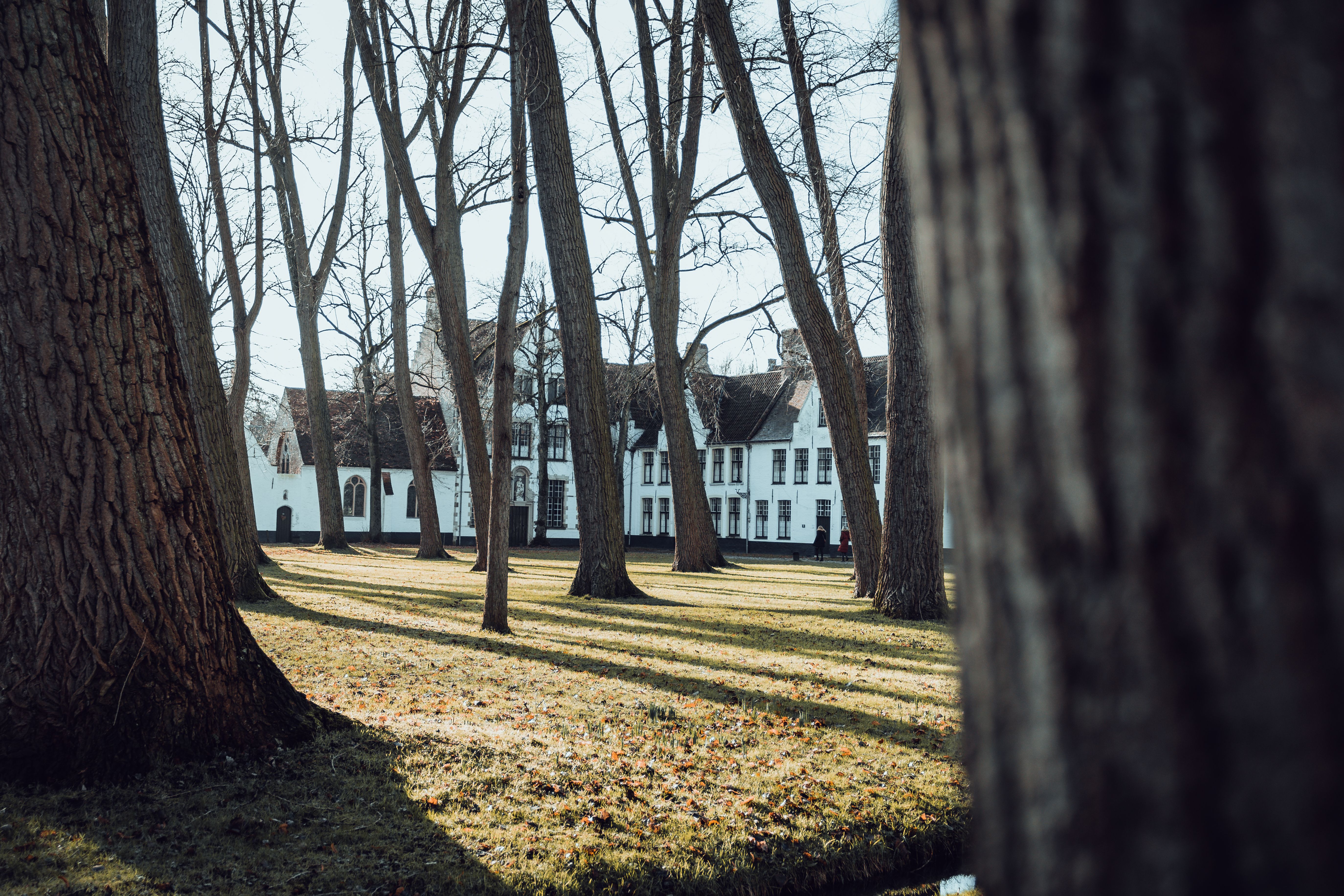 Trees Growing in Park near Mansion · Free Stock Photo