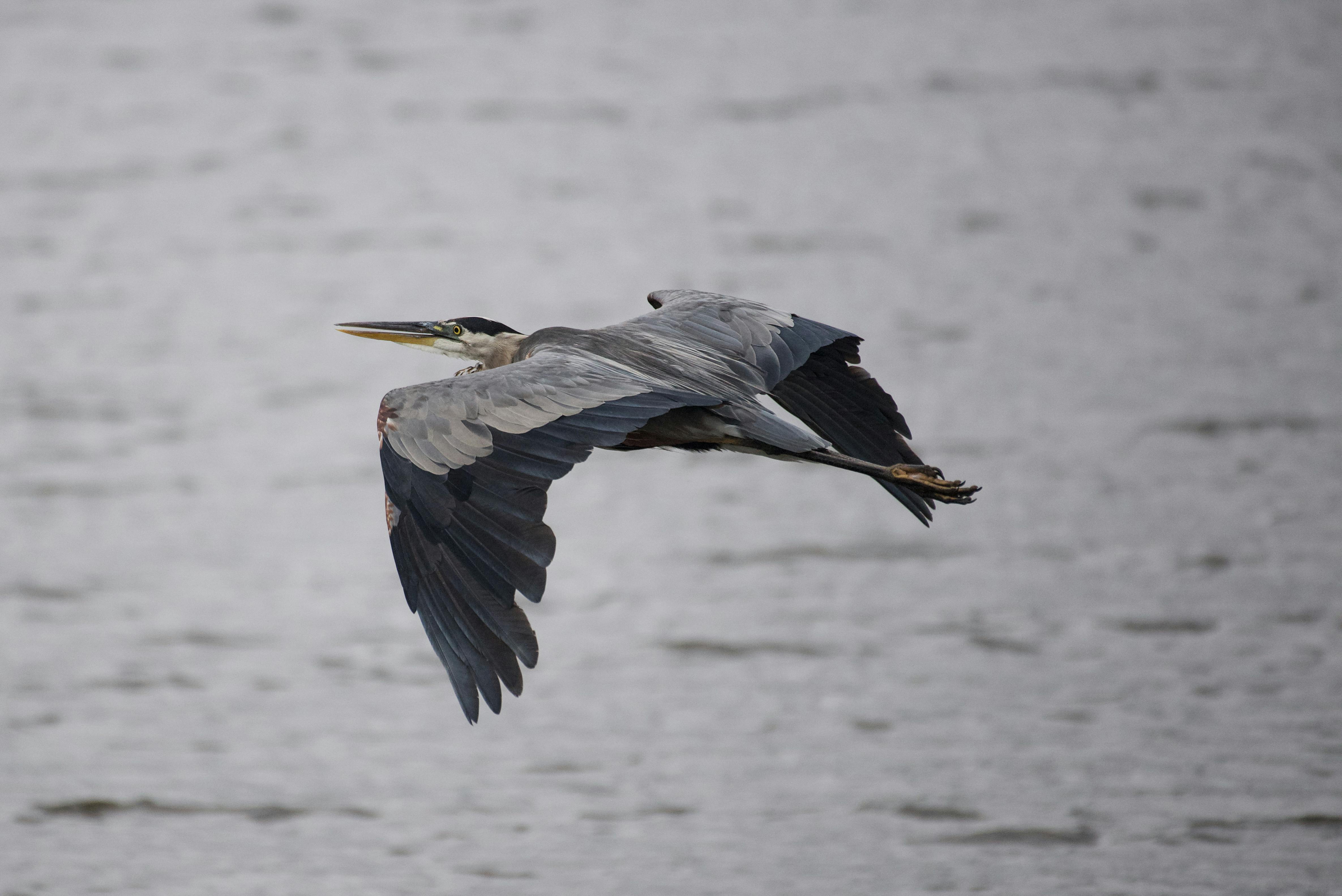 Heron in Flight · Free Stock Photo