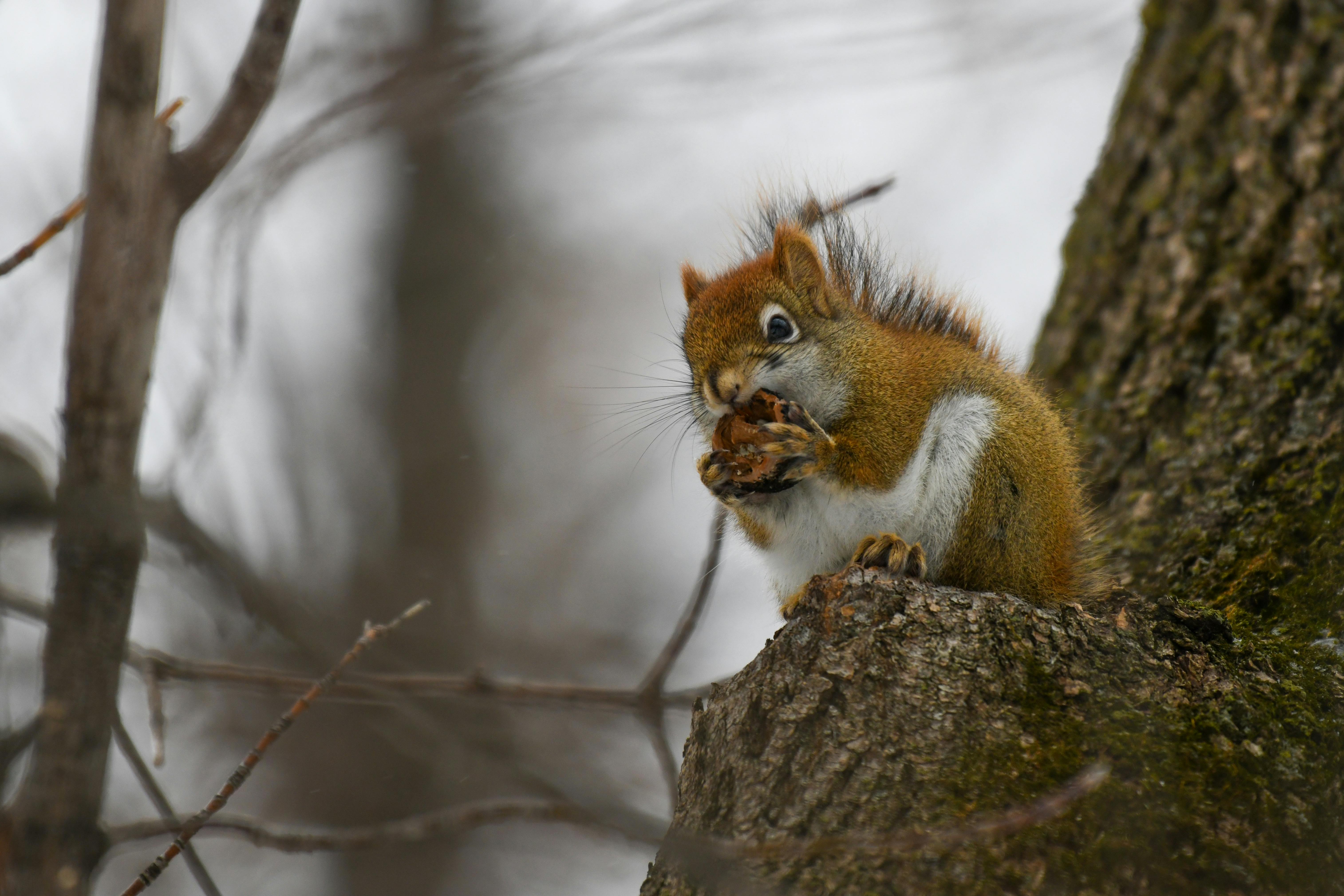 Red Squirrel Eating Pine Cone · Free Stock Photo