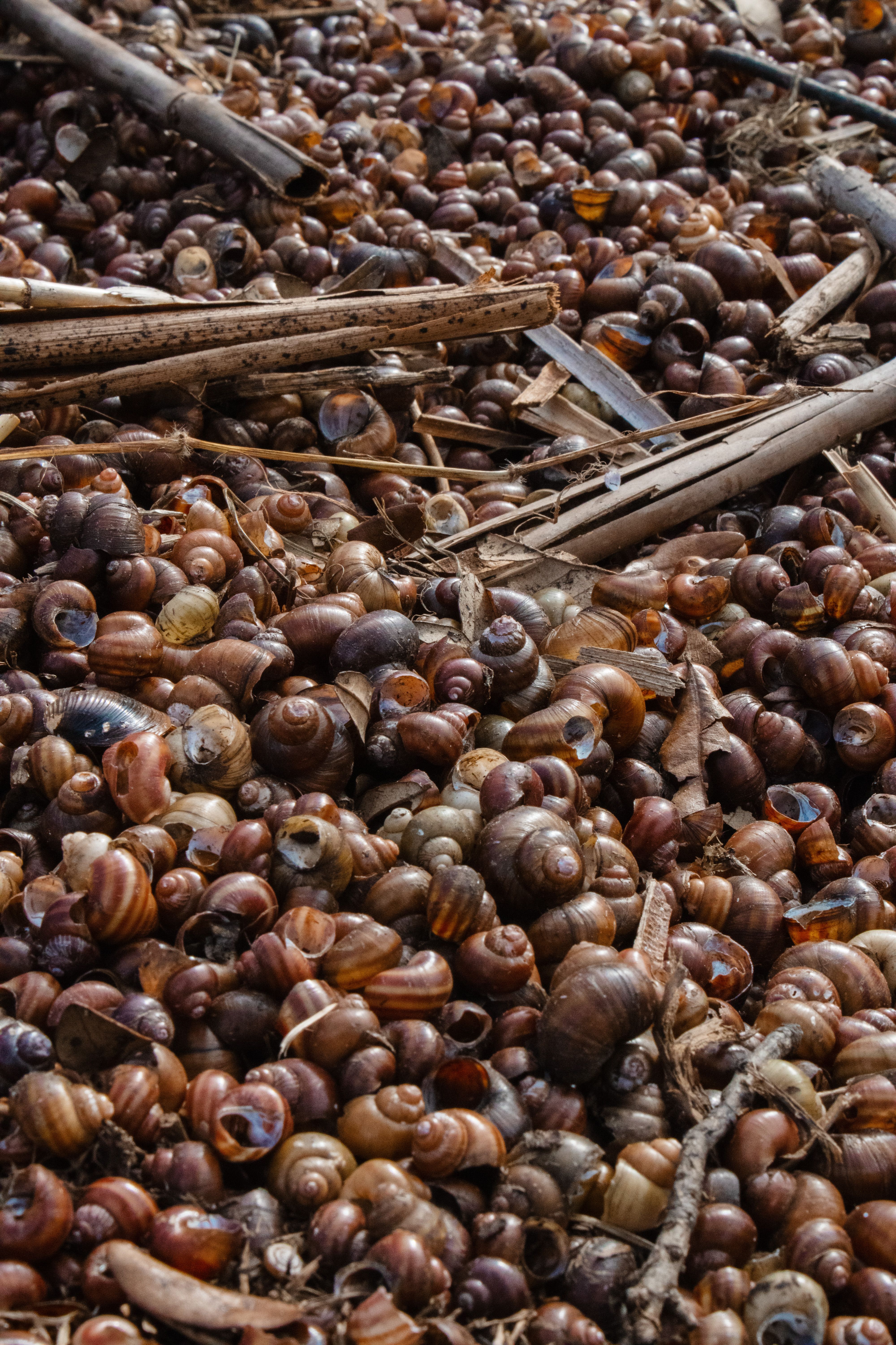 Pile of Shells · Free Stock Photo
