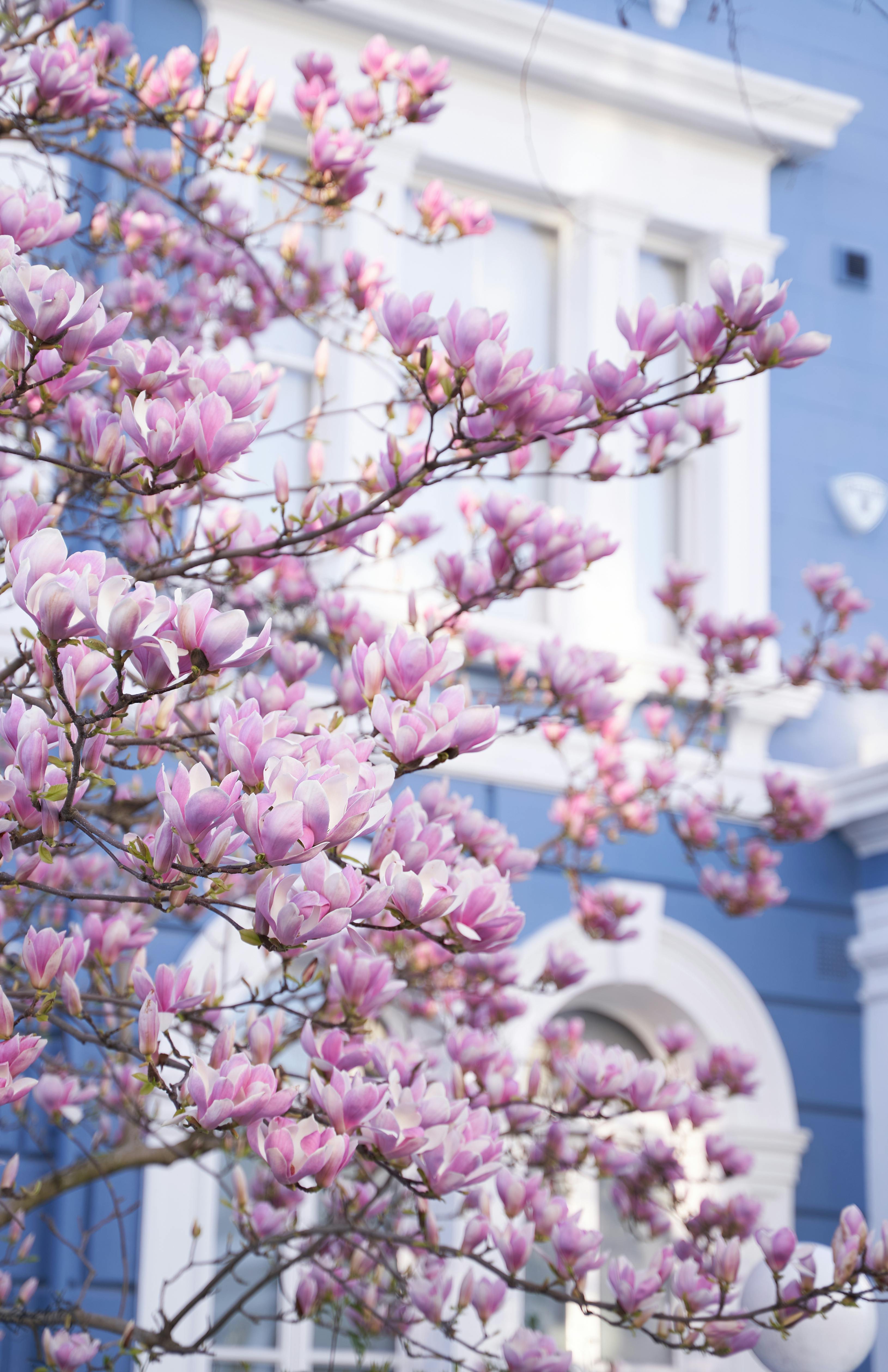 Close Up Photo of Magnolia Tree Flowers · Free Stock Photo