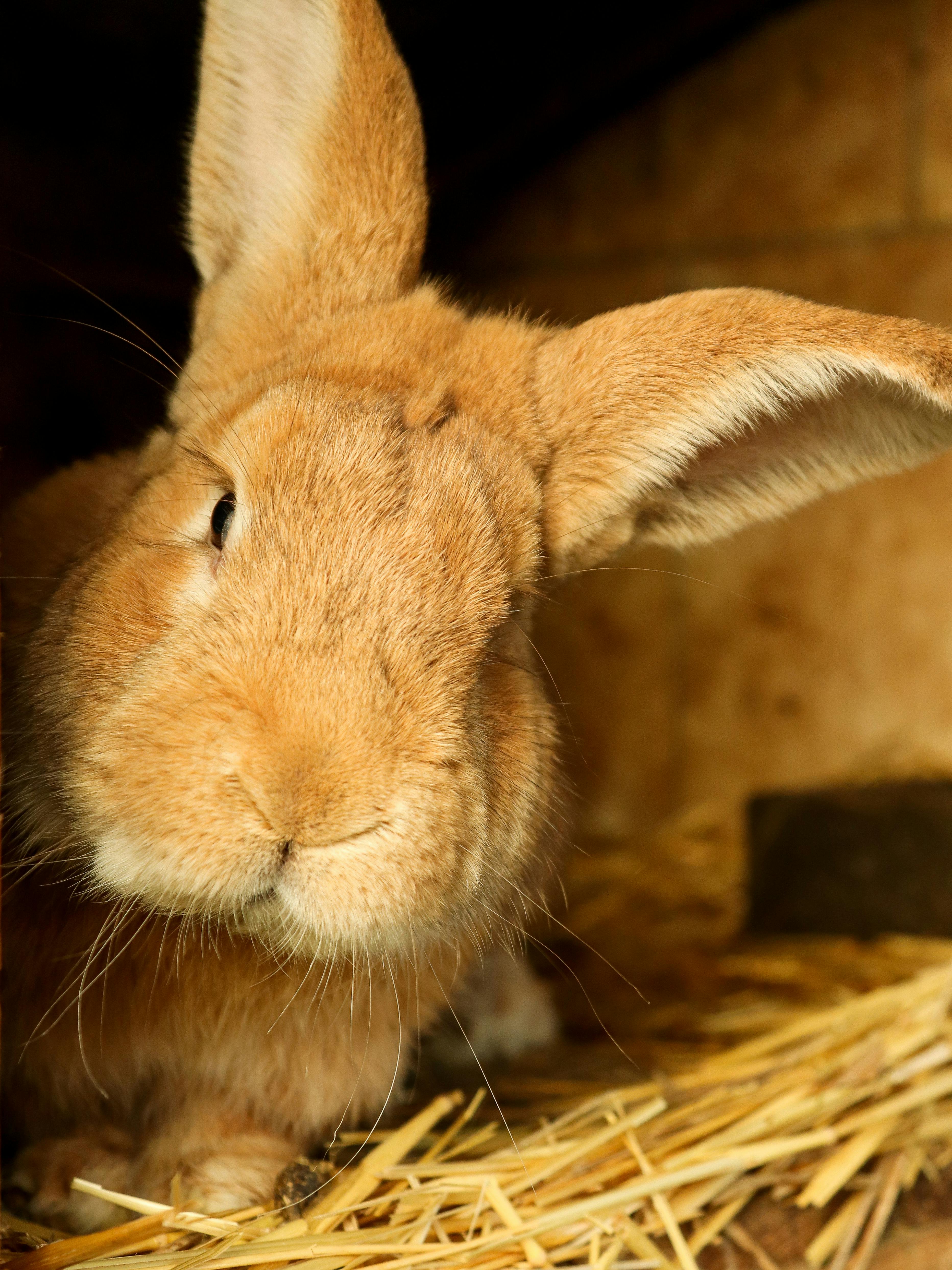 Close-up of Rabbit on Field · Free Stock Photo