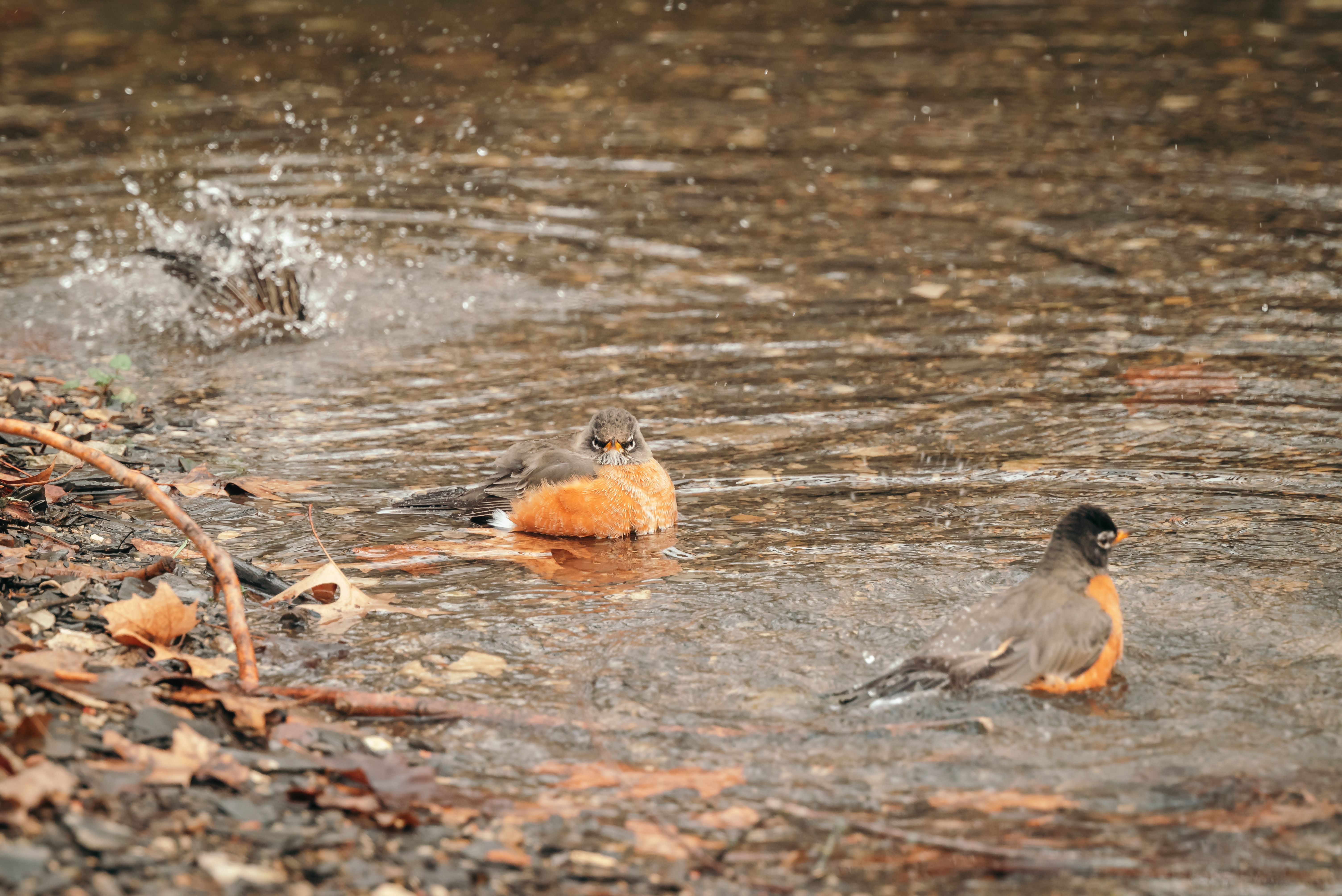 Birds on the Water · Free Stock Photo