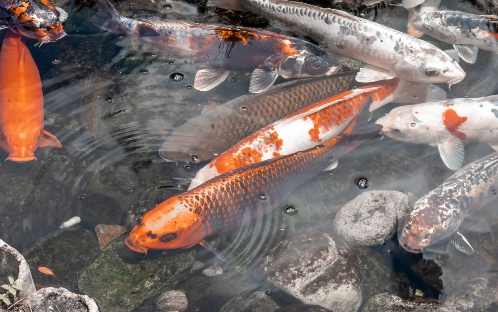 Koi Fish Wallpaper Photos, Download The BEST Free Koi Fish Wallpaper ...