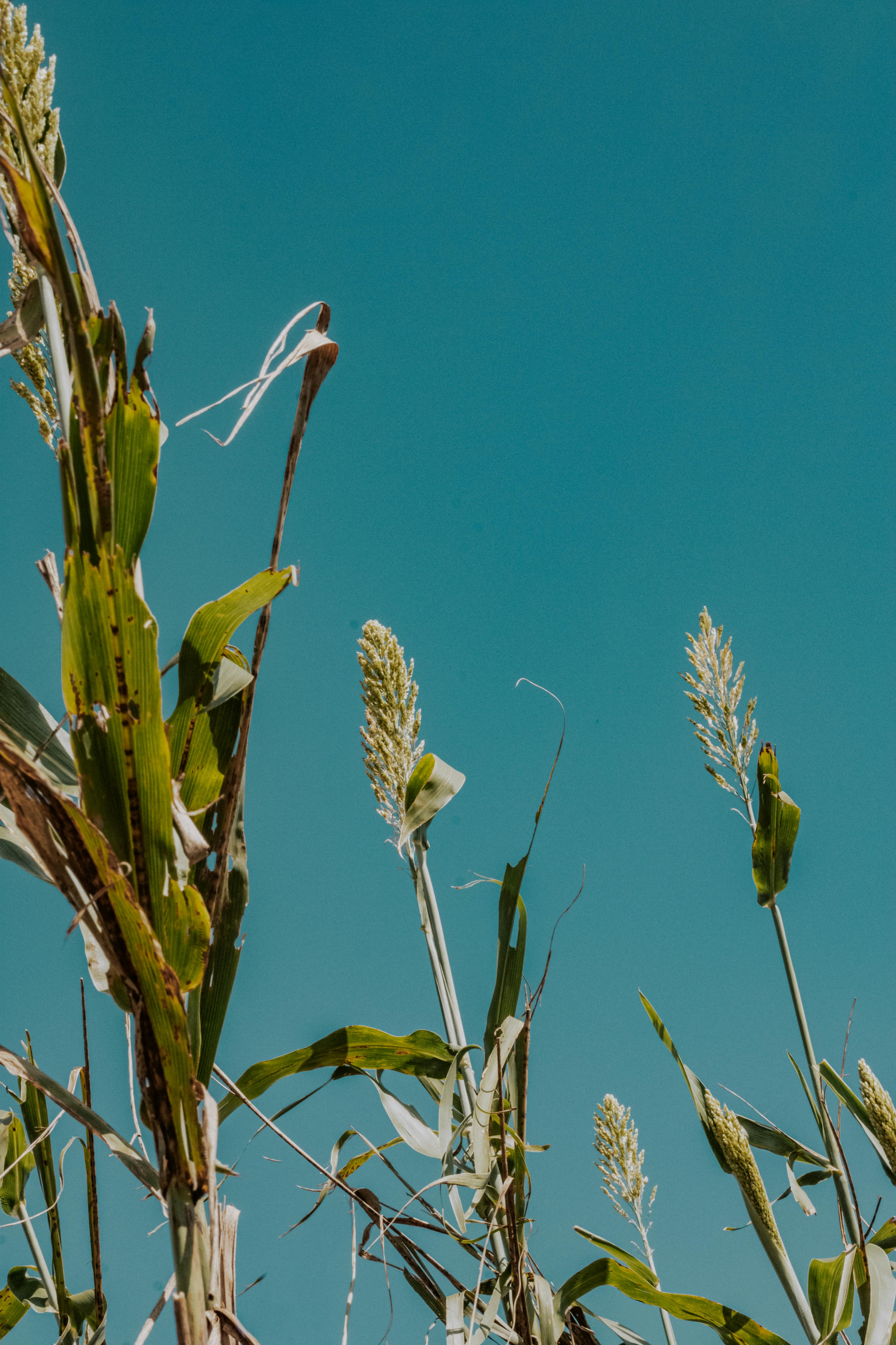 Sorghum Photos, Download The BEST Free Sorghum Stock Photos & HD Images