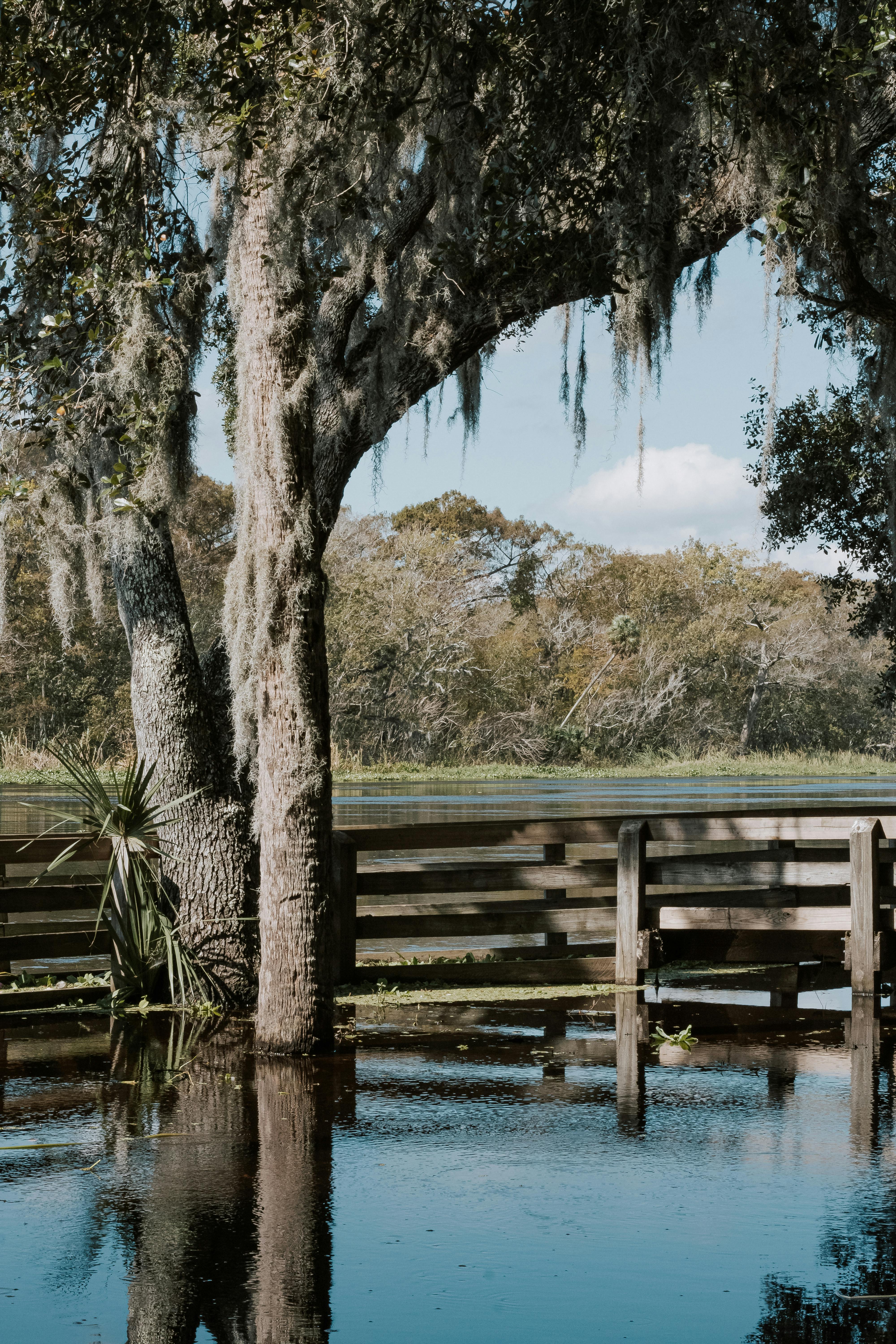 Bayou Photos, Download The BEST Free Bayou Stock Photos & HD Images