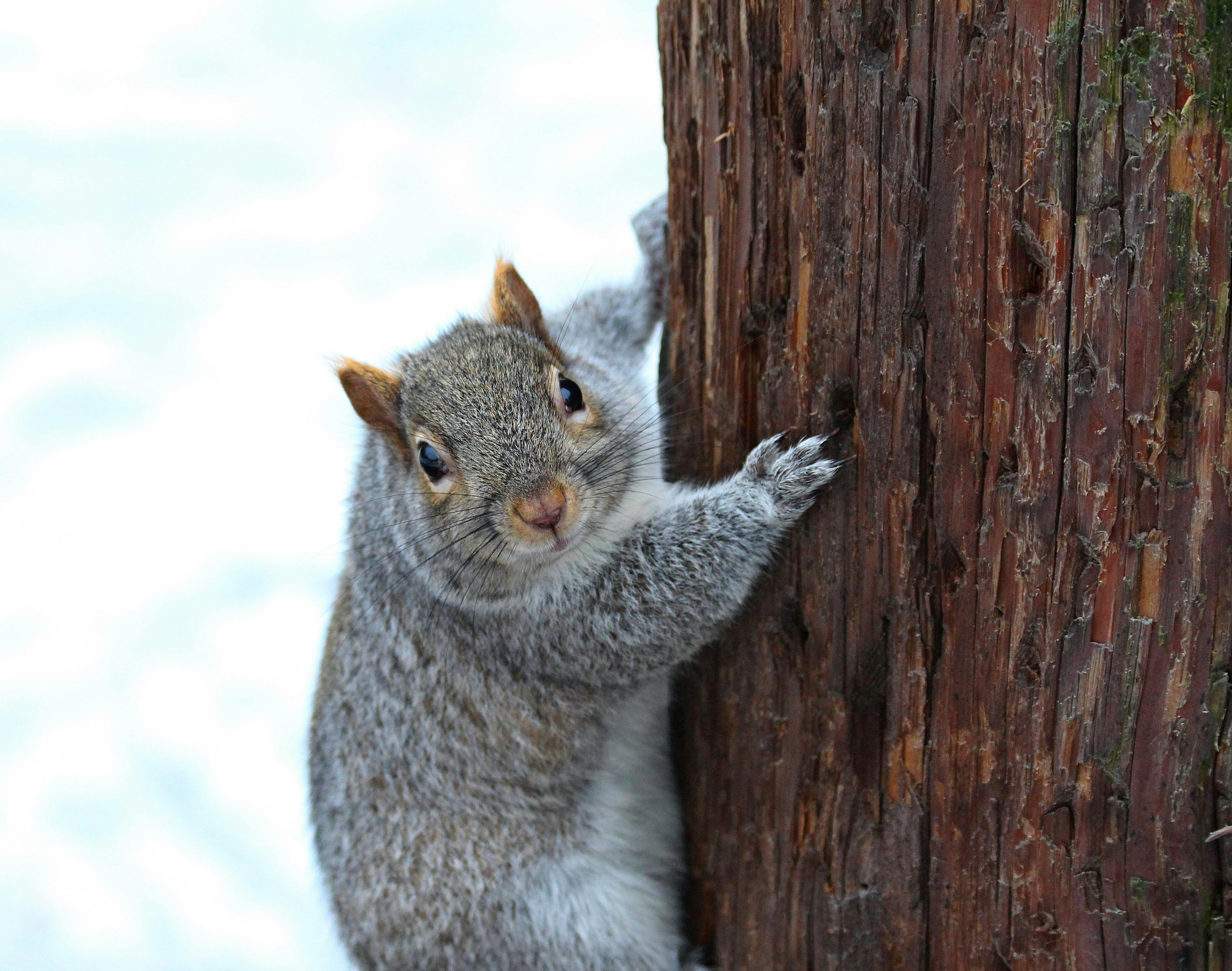 Photo of Squirrel on Tree · Free Stock Photo