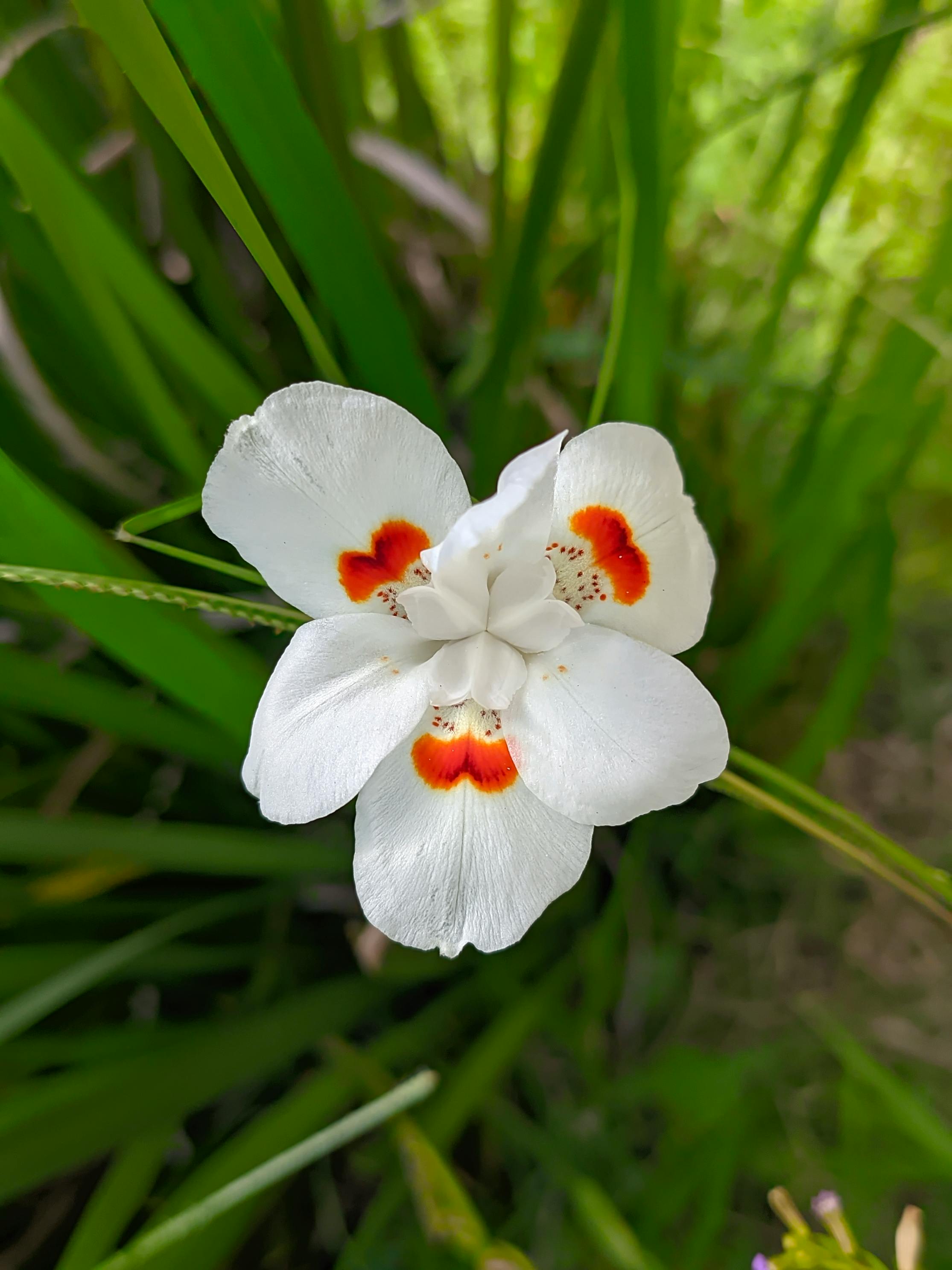 Blooming Moth Orchid · Free Stock Photo