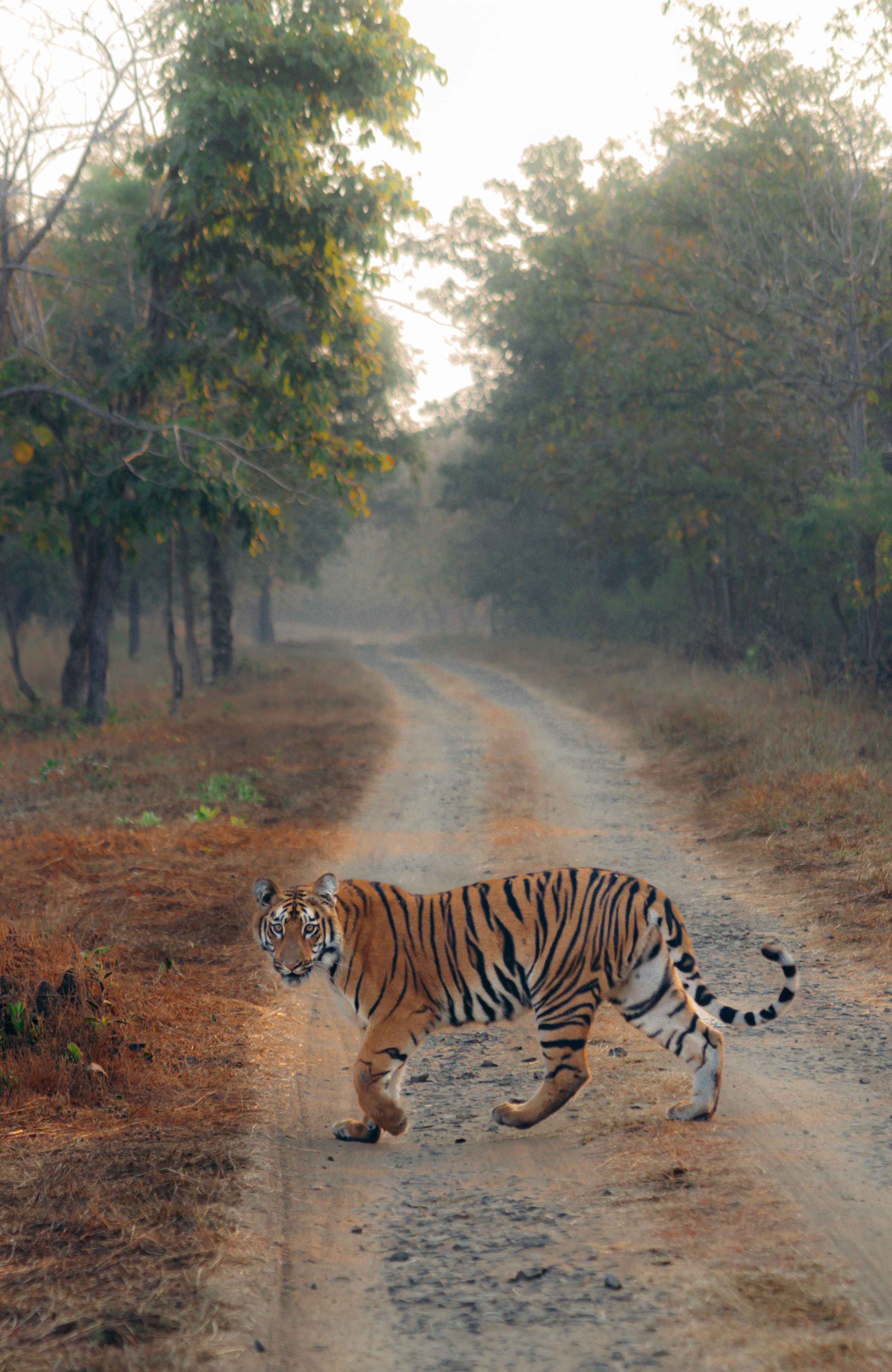 Wild Tiger on Road · Free Stock Photo