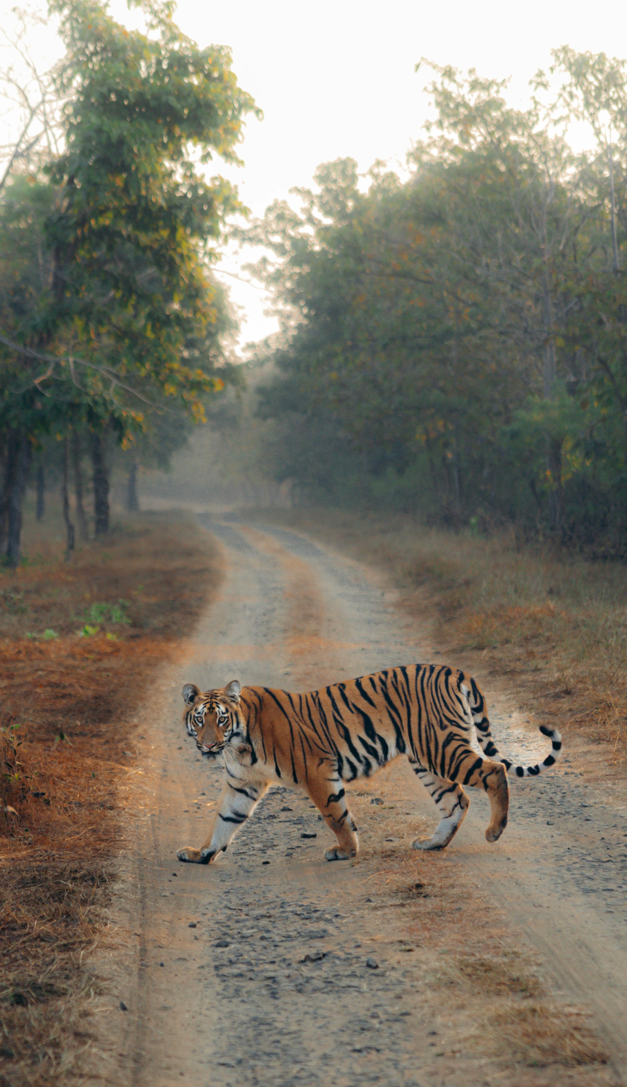 A Tiger Crossing the Road · Free Stock Photo