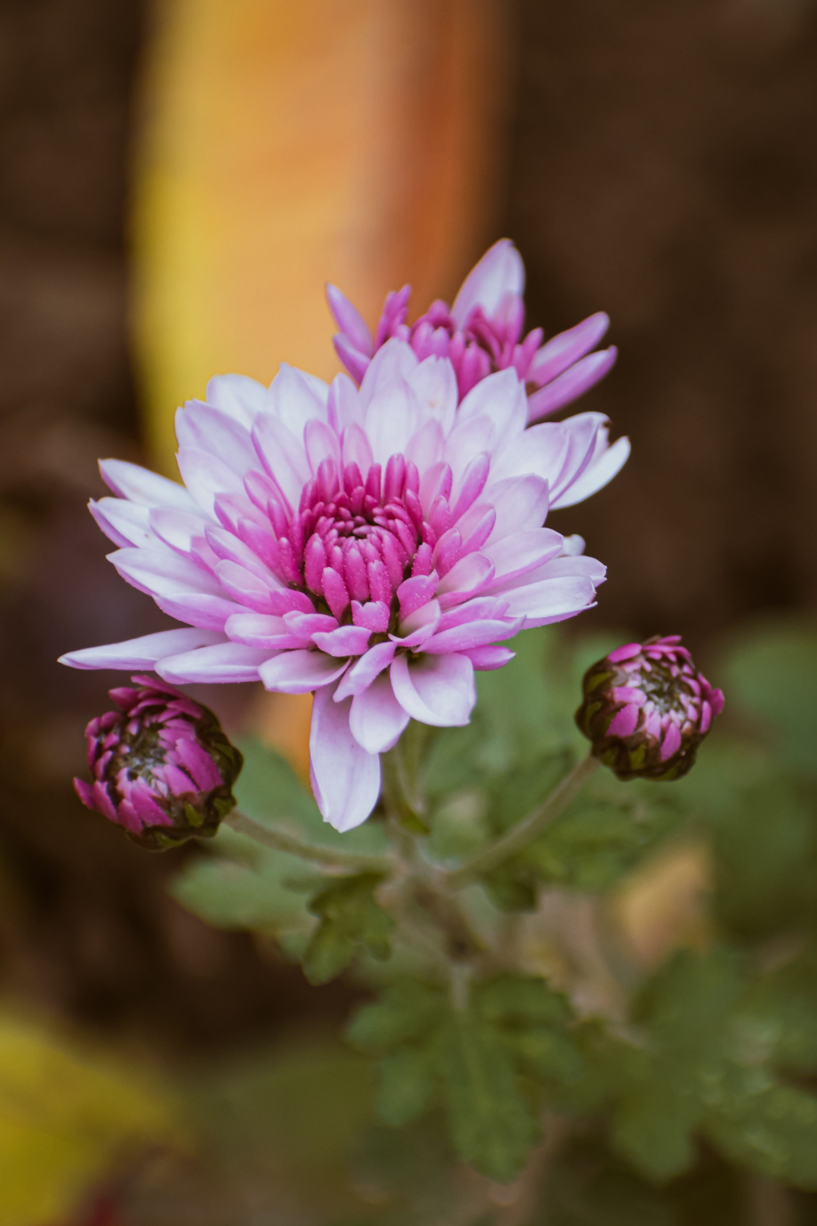 Flowers in Close Up Photography · Free Stock Photo