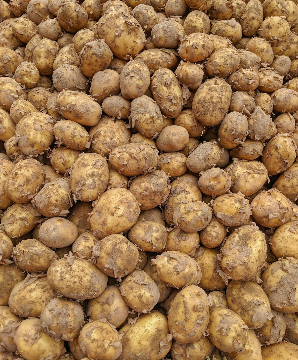 Potatoes Farming Photos, Download The BEST Free Potatoes Farming Stock ...