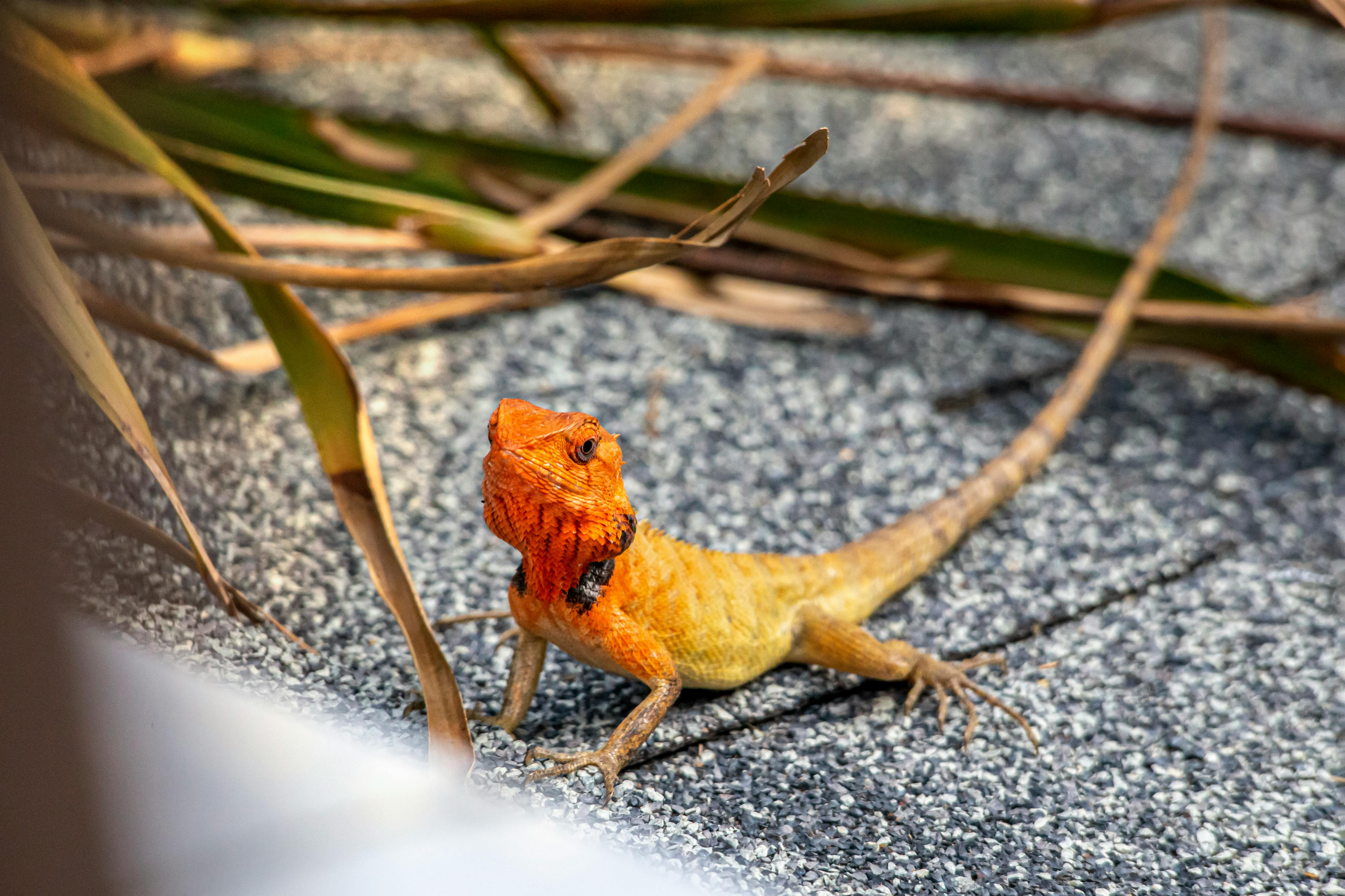Close-Up Photo of an Oriental Garden Lizard · Free Stock Photo