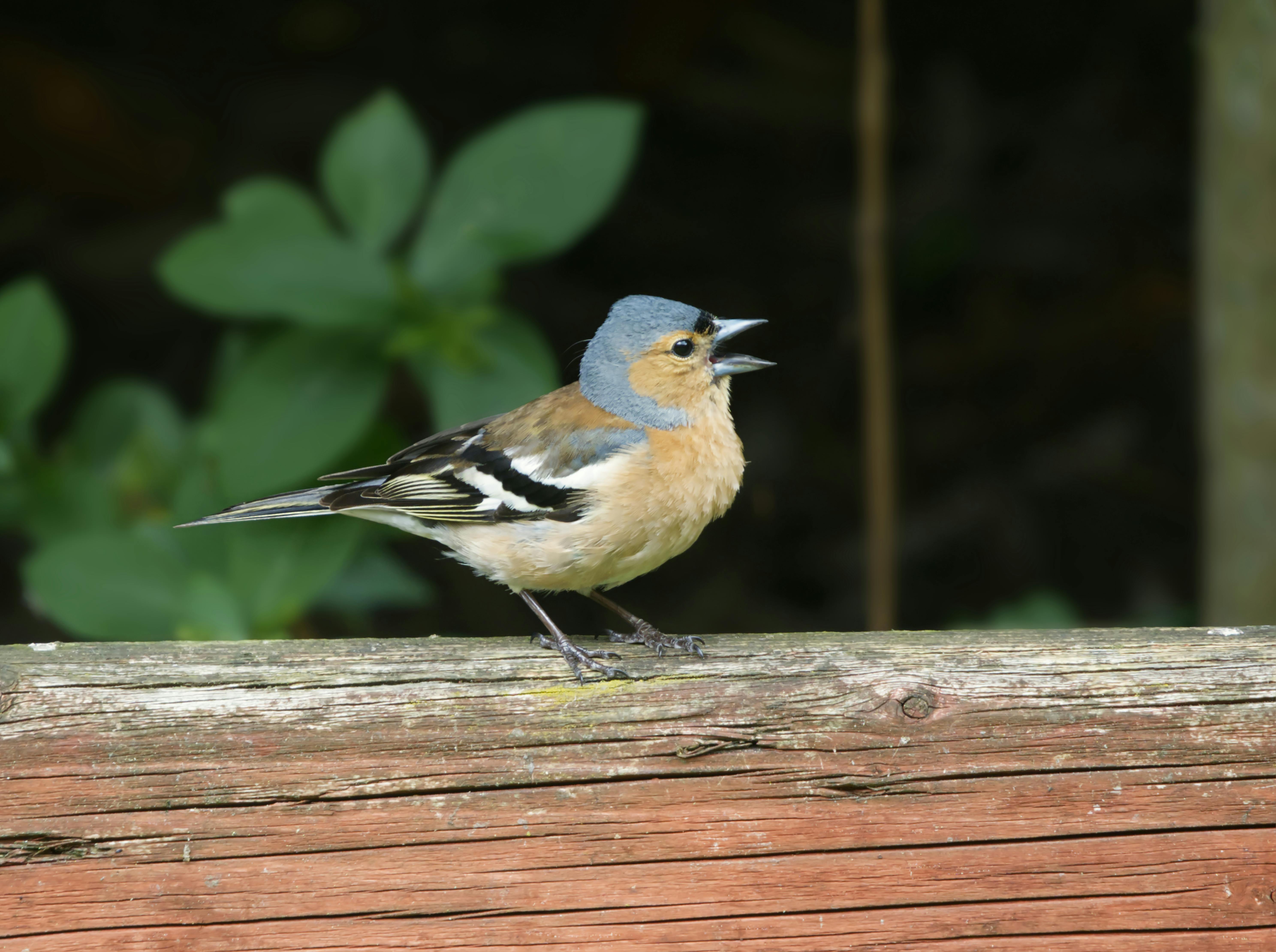 Grey Singing Finch Photos, Download The BEST Free Grey Singing Finch ...