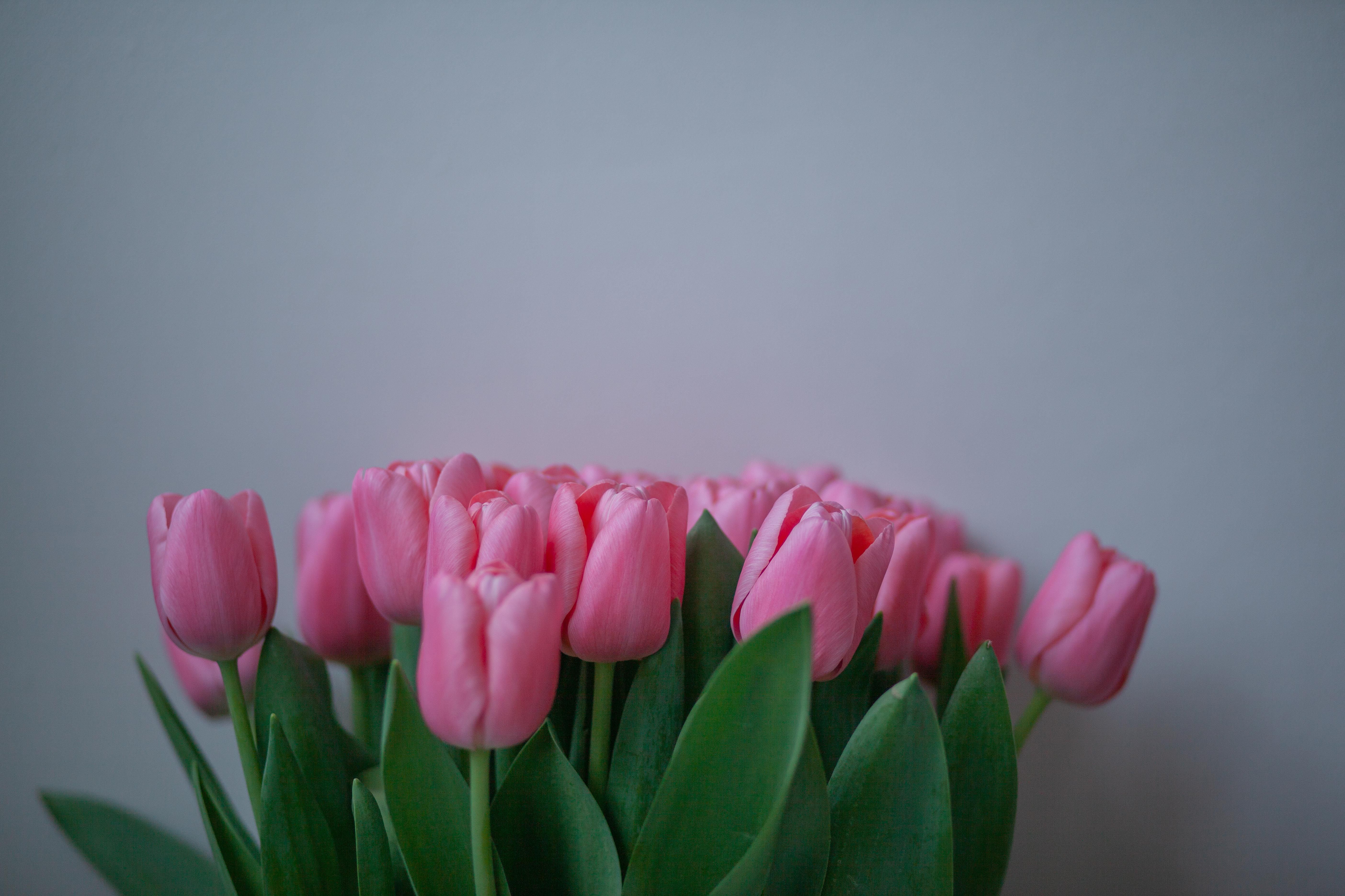 Close-Up Shot of Pink Tulips · Free Stock Photo