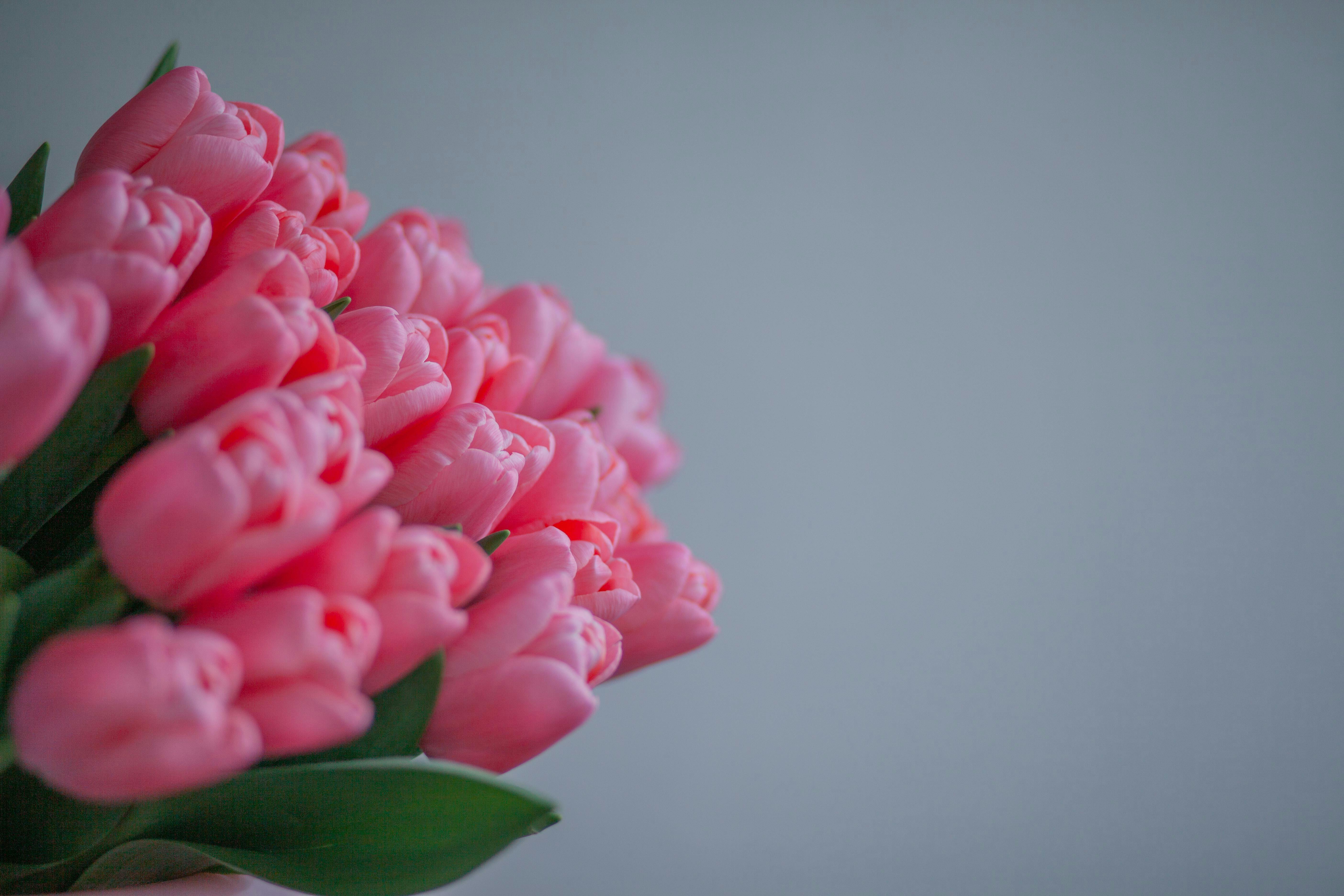 Vignette of a Bunched Plant · Free Stock Photo