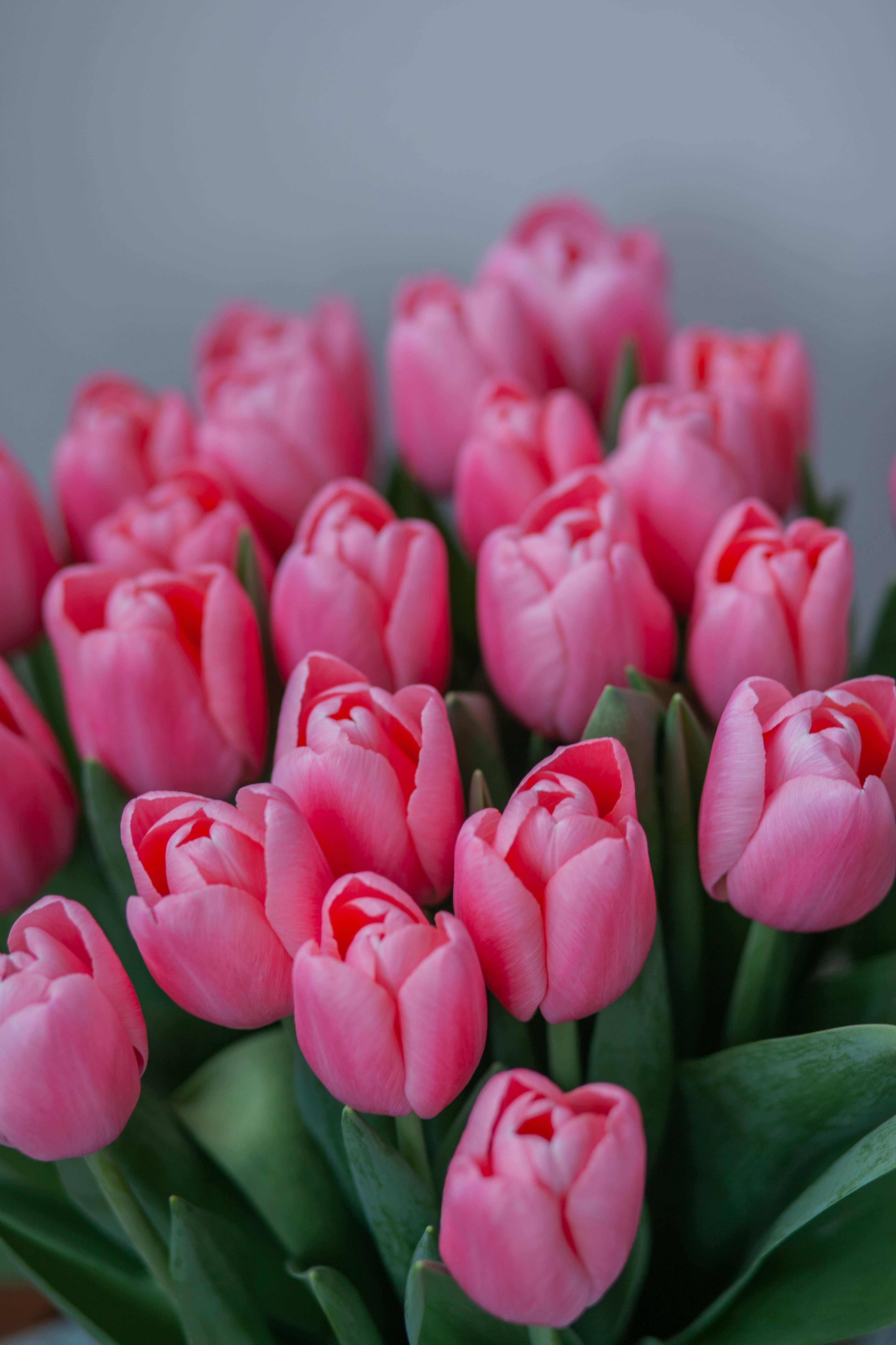 Pink Flowers in Close Up Shot · Free Stock Photo